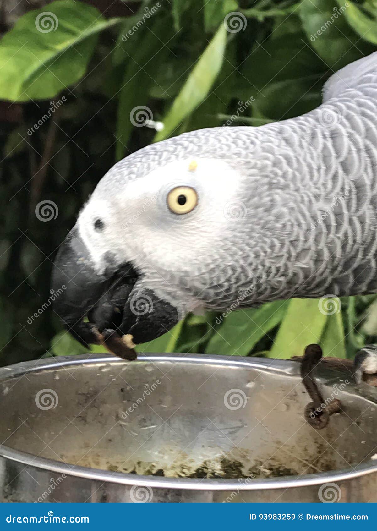 Parrot stock image. Image of eating, egypt, parrot, nuts - 93983259