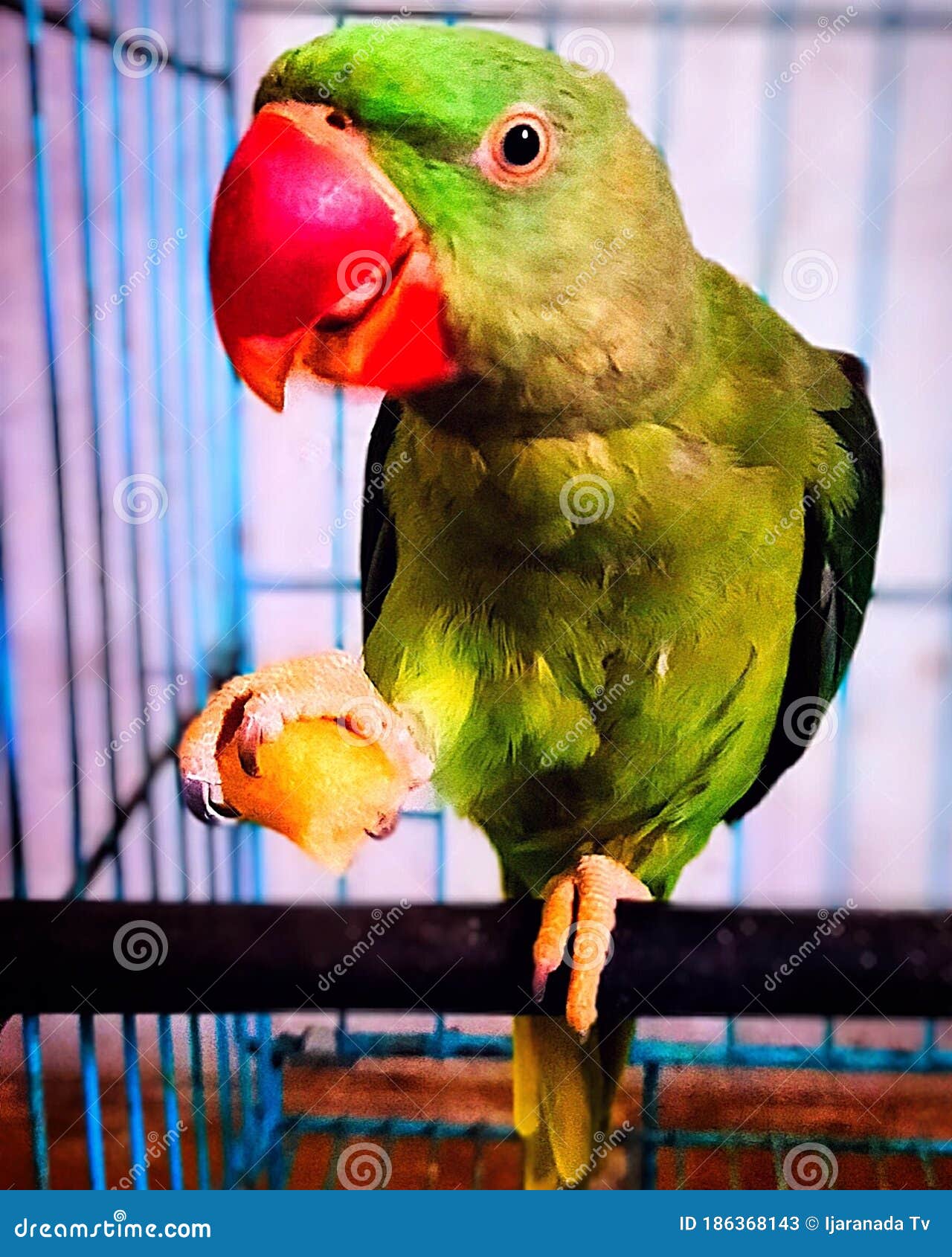 Parrot eating snacks stock image. Image of snacks, animal - 186368143
