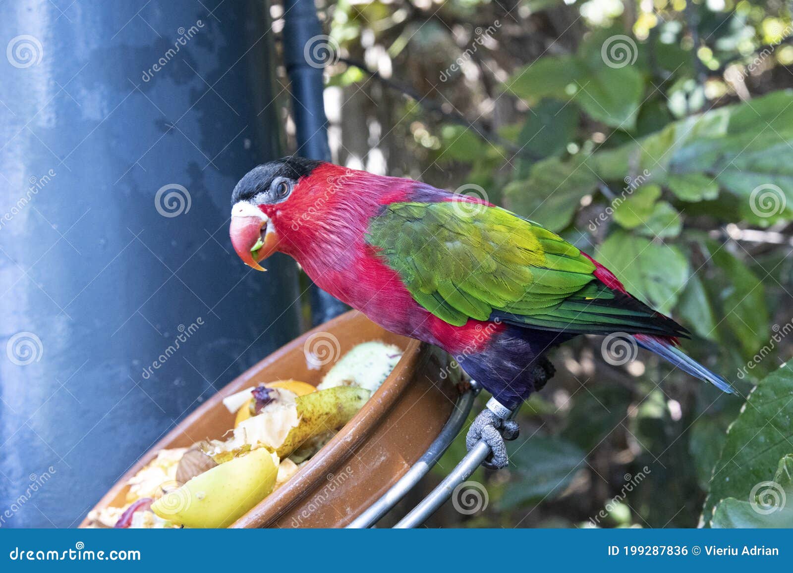 Parrot Eats Bird Colors Animal Stock Photo - Image of natural, beauty ...