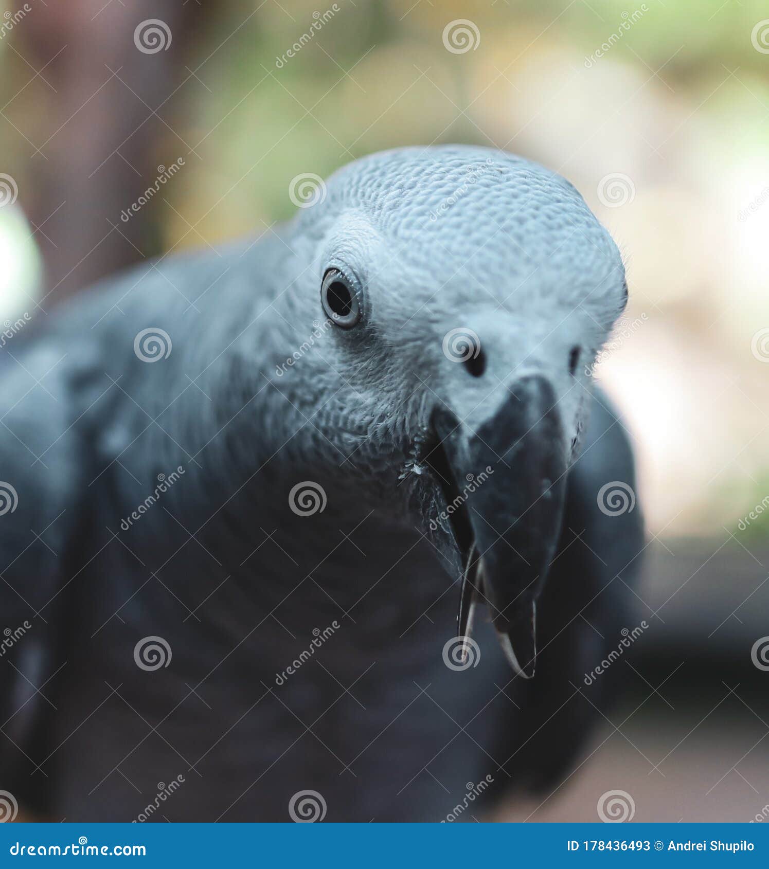 A Parrot Eats a Seed in the Park Stock Image - Image of green, wing ...