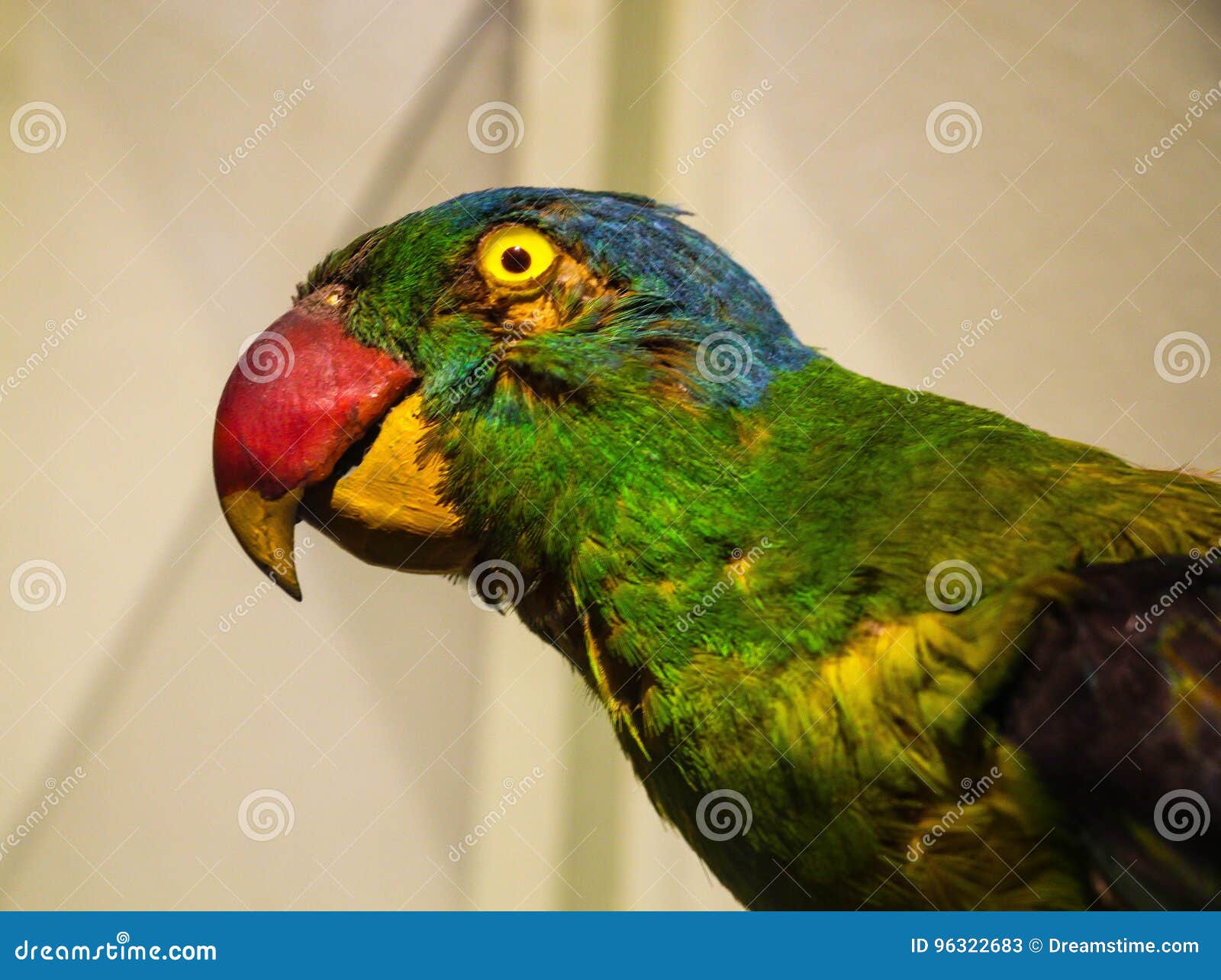 Parrot editorial stock photo. Image of artsy, collection - 96322683