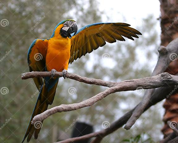 Parrot Exit Stage Left stock photo. Image of exit, perch - 257430