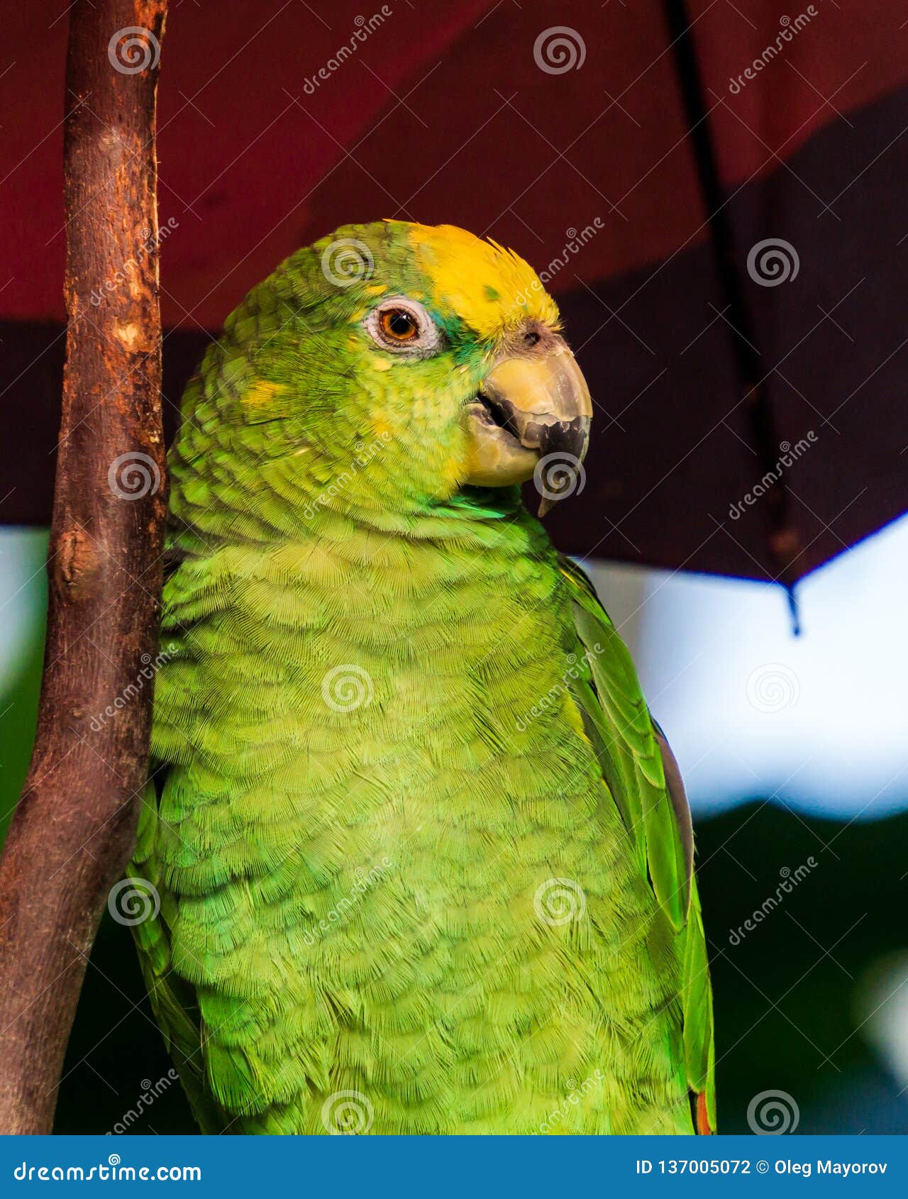 Parrot Exotic Birds and Animals in Wildlife in Natural Setting Stock ...