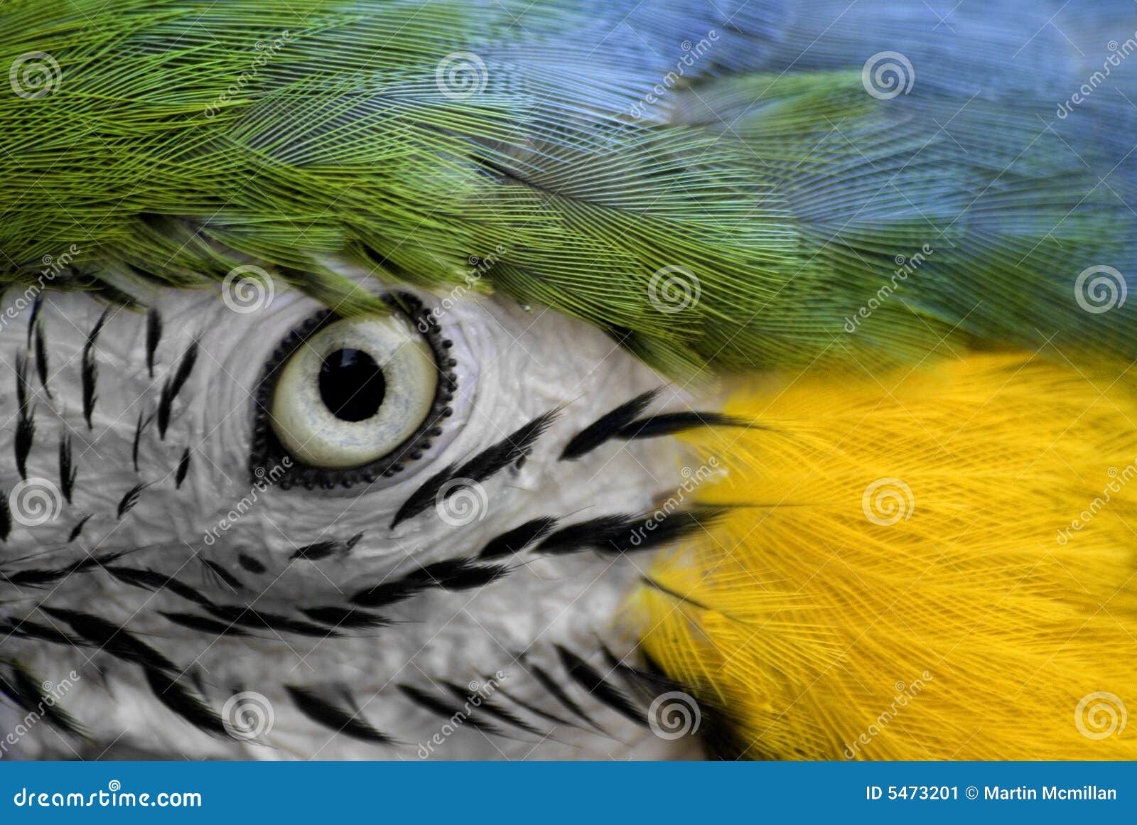 Parrot eye stock image. Image of jungle, look, yellow - 5473201
