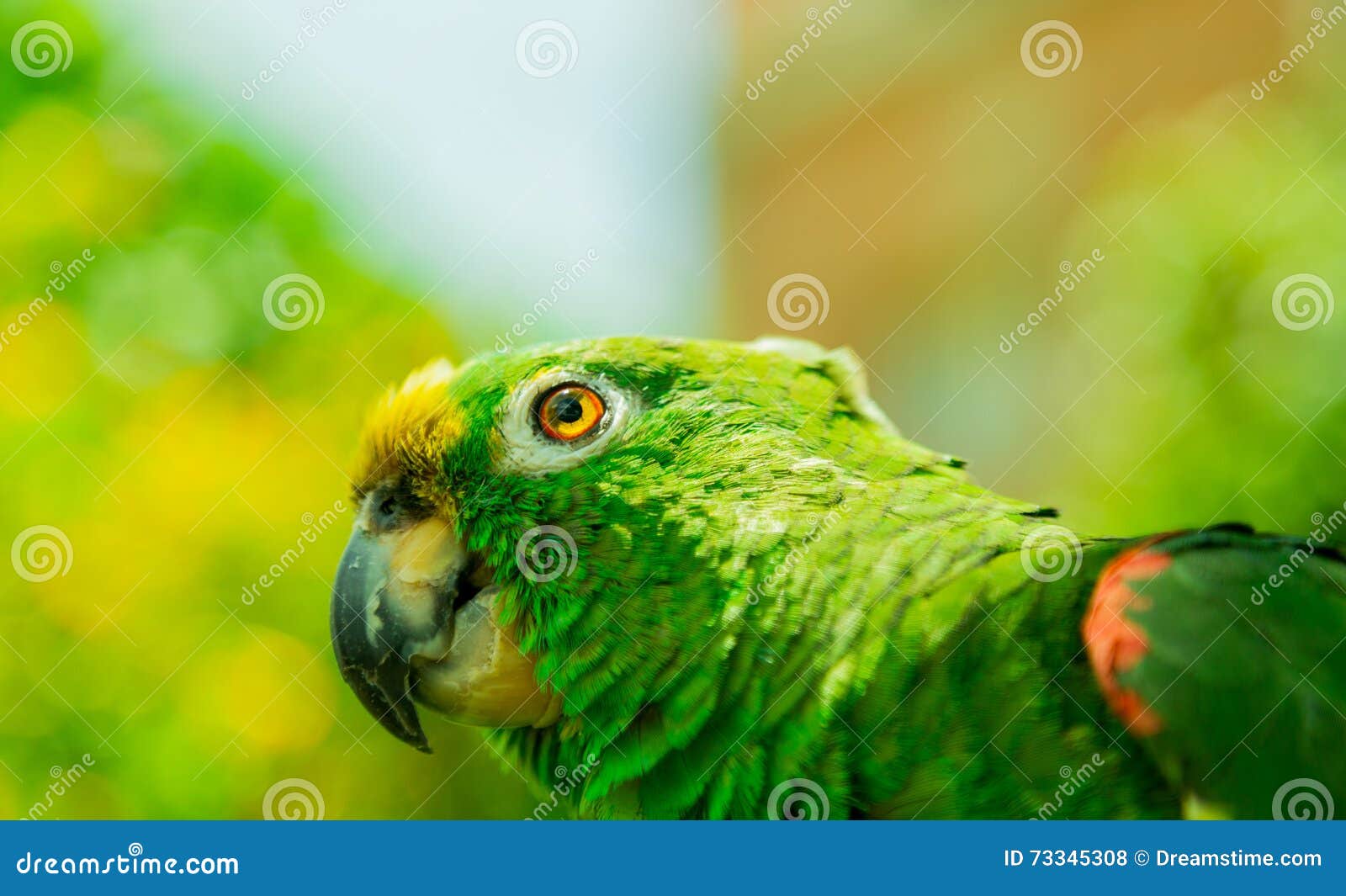 Parrot eye stock photo. Image of view, colors, parrot - 73345308