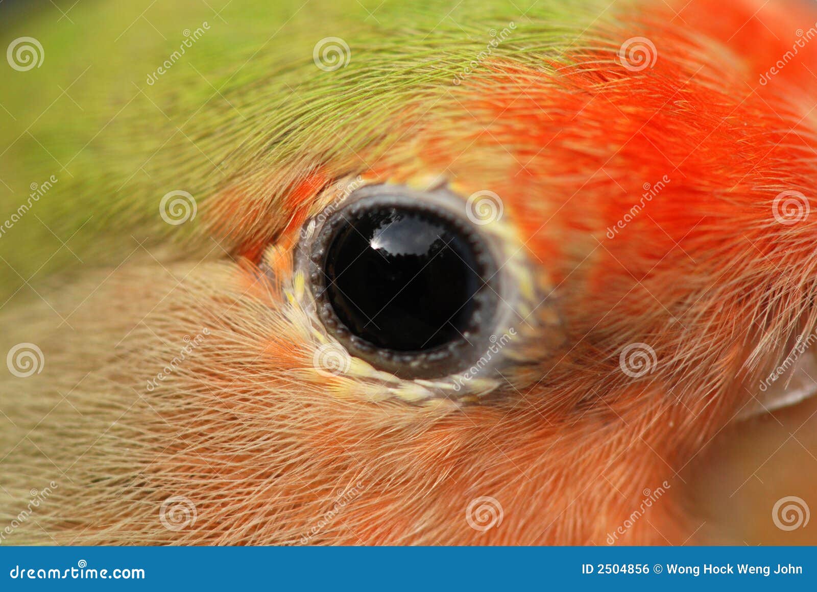 Parrot eye pet stock photo. Image of creature, pets, nature - 2504856
