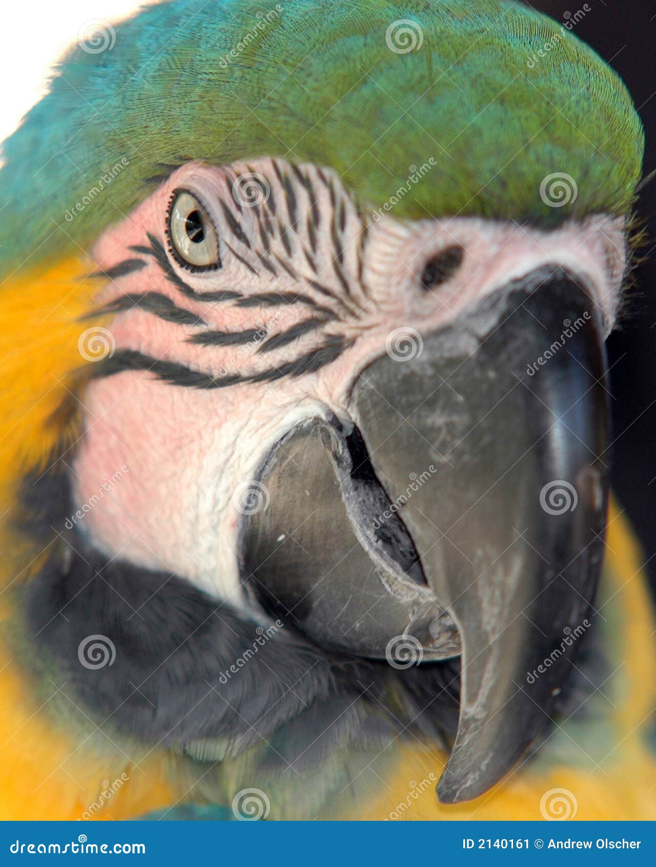 Parrot Face Stock Image - Image: 2140161