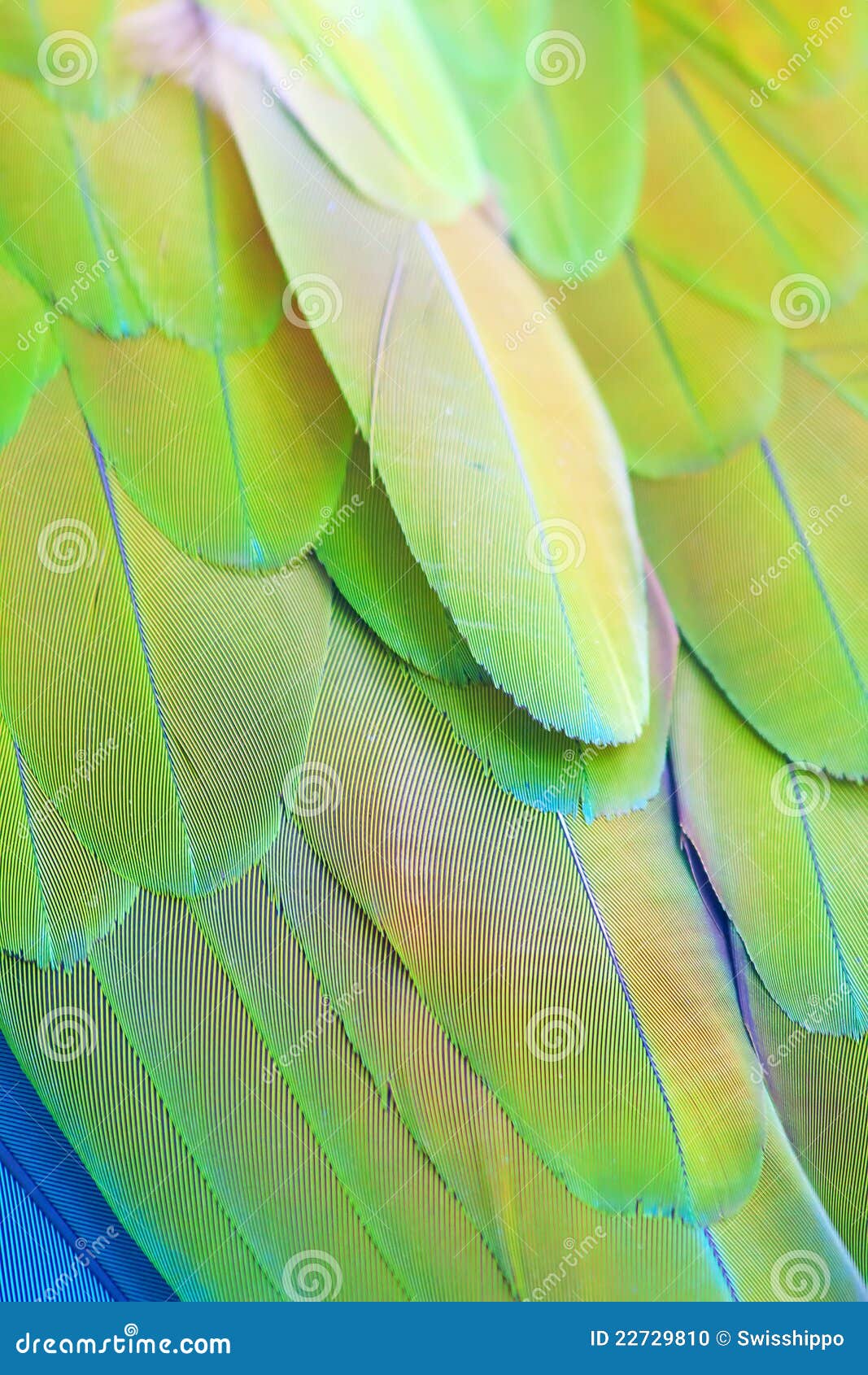 Parrot feather stock photo. Image of gorgeous, bright - 22729810