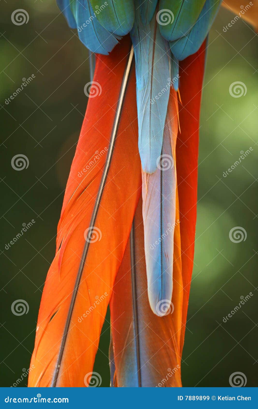 Parrot feather stock image. Image of feather, hobby, preening - 7889899