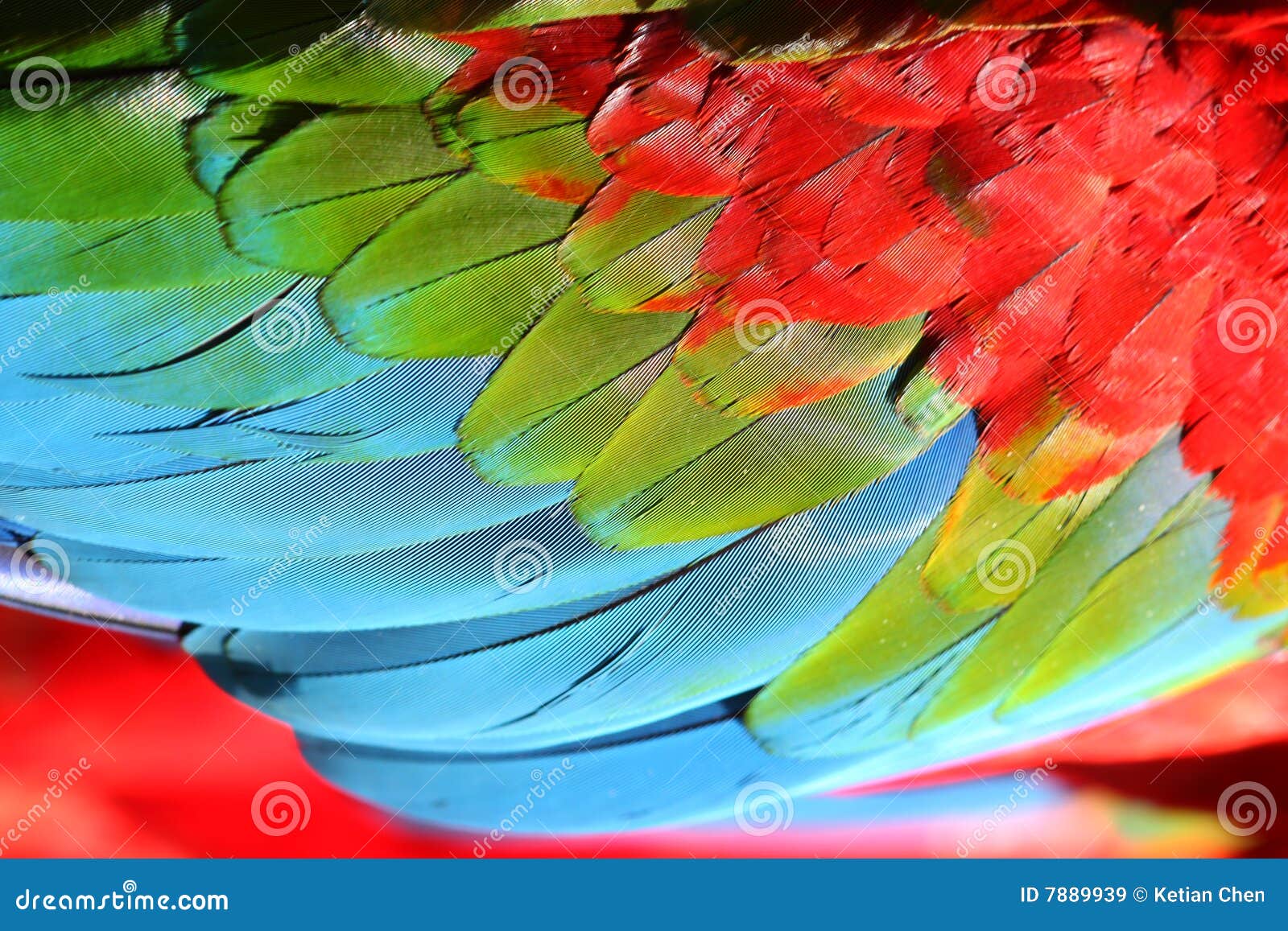 Parrot feather stock image. Image of feather, macaw, coat - 7889939