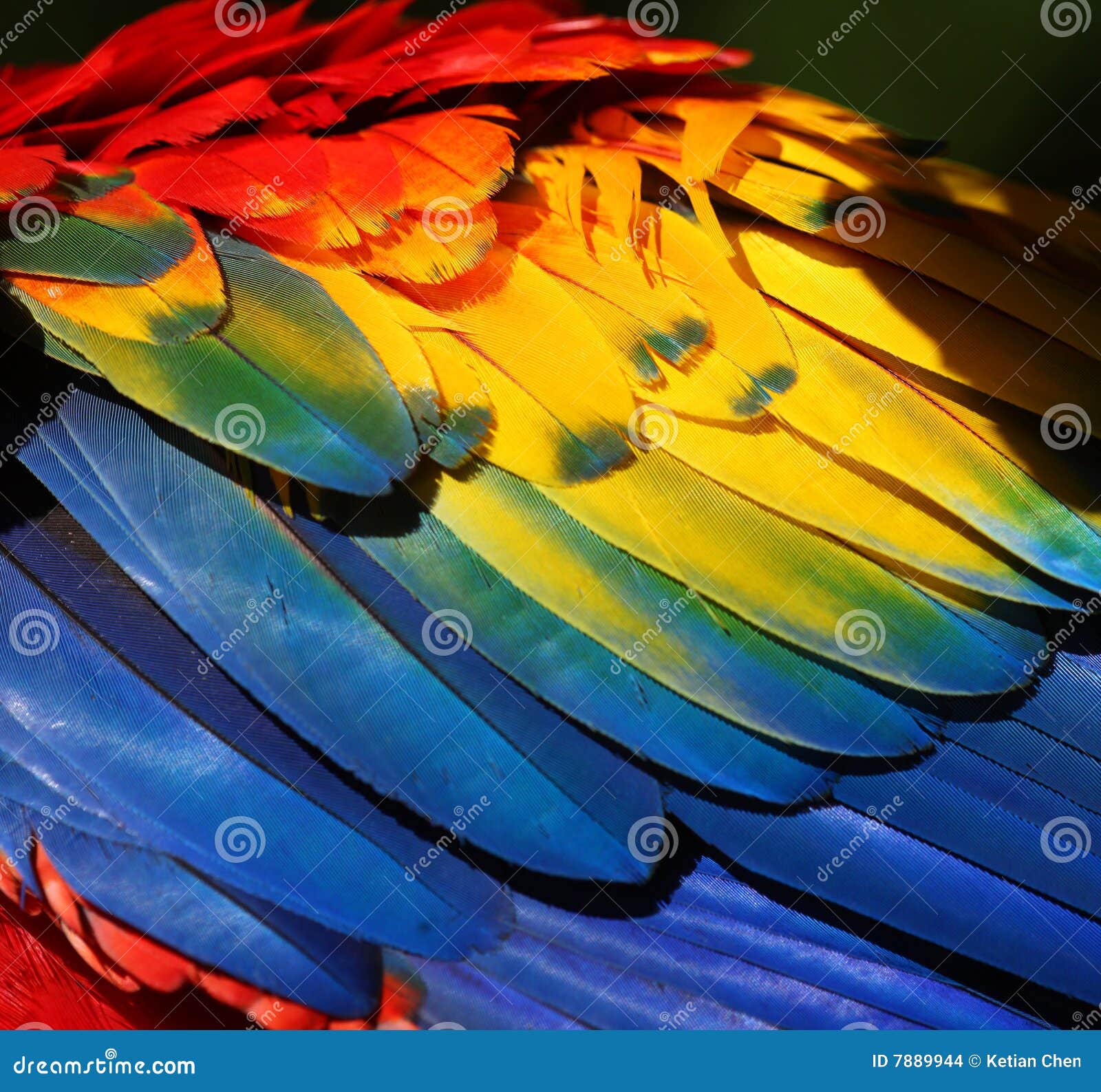 32,287 Parrot Wing Feather Photos - Free & Royalty-Free Stock Photos ...