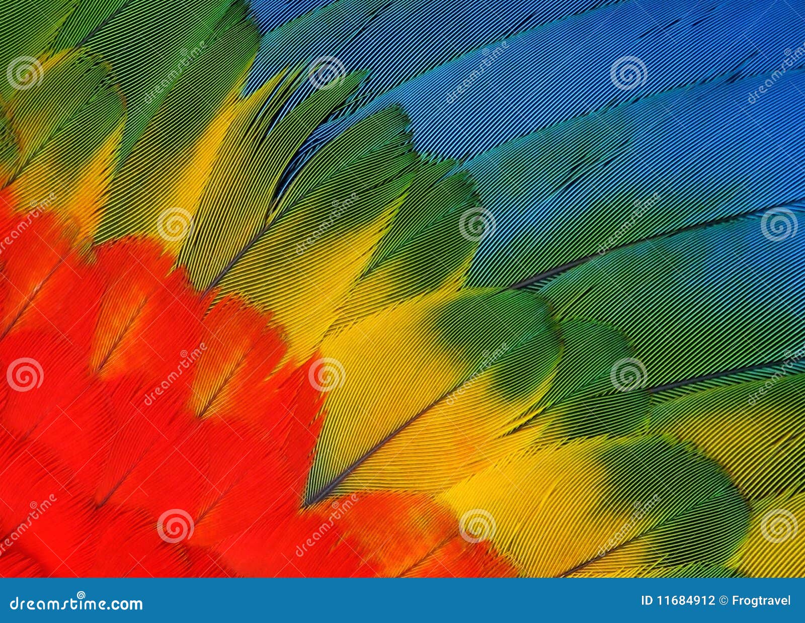 Parrot feathers stock photo. Image of pattern, green - 11684912
