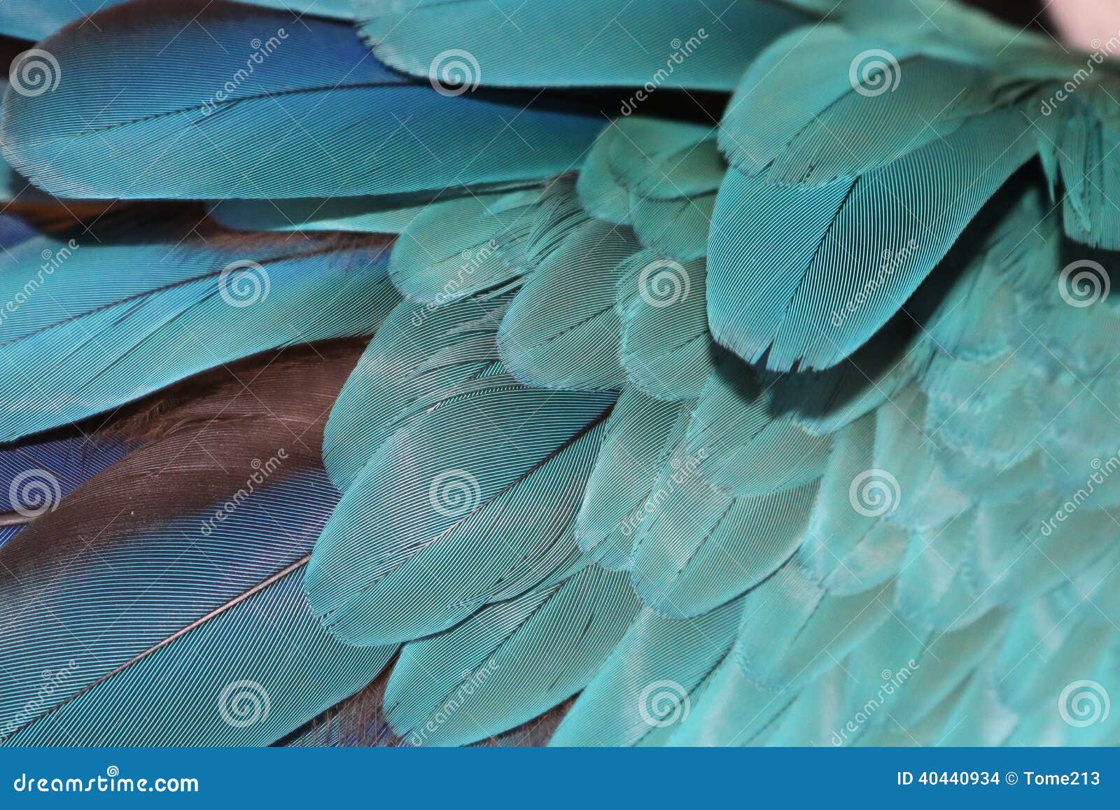 Parrot feathers stock photo. Image of picture, bird, material - 40440934