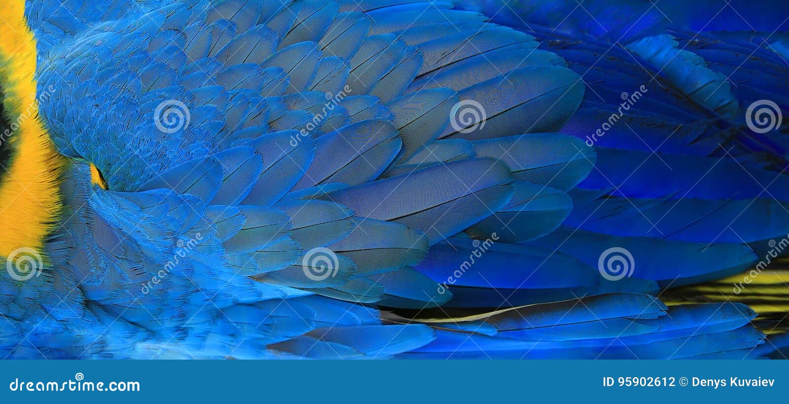Parrot Feather Macro Texture Royalty-Free Stock Photography ...