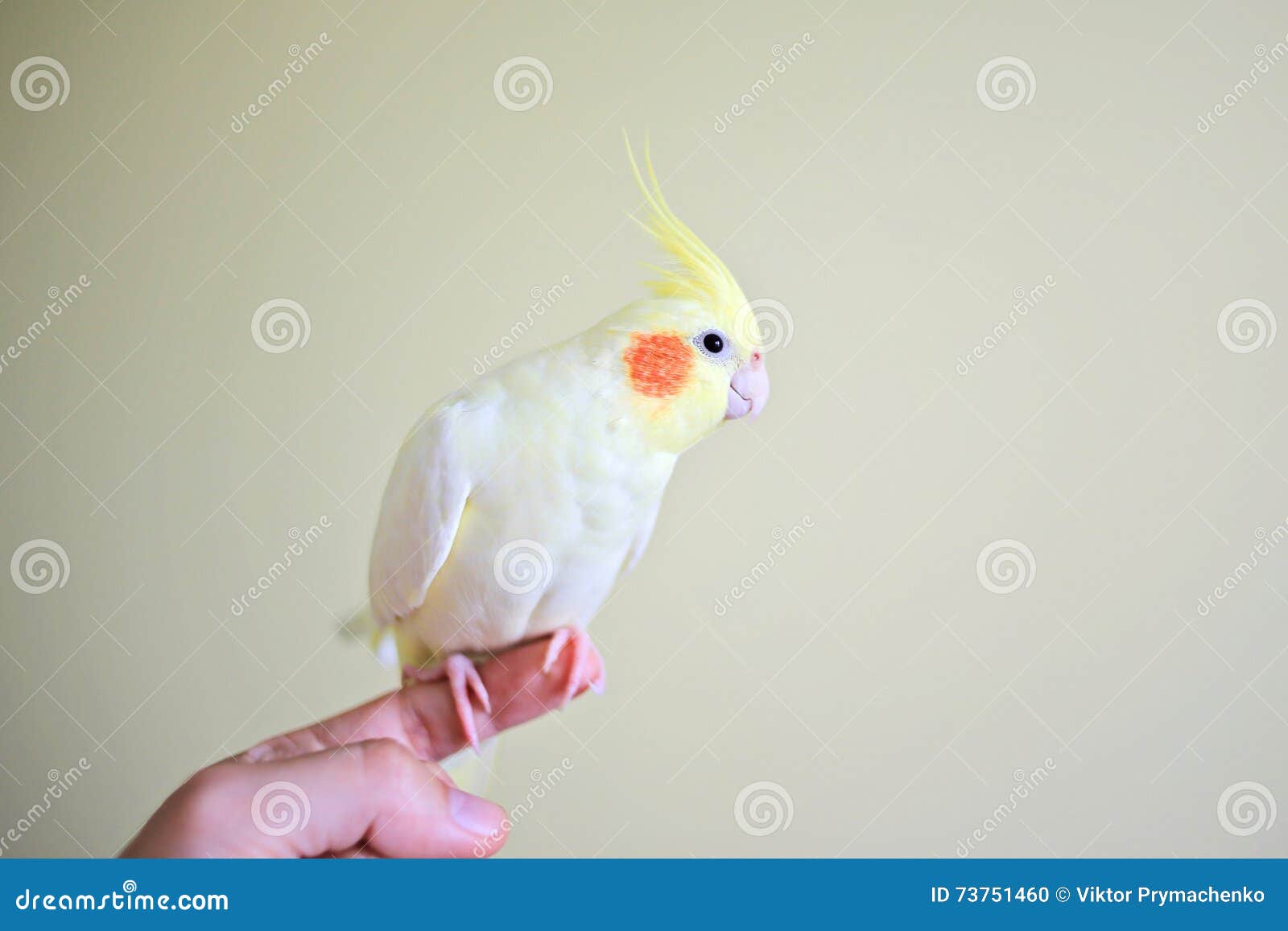 Parrot on finger stock photo. Image of portrait, blue - 73751460