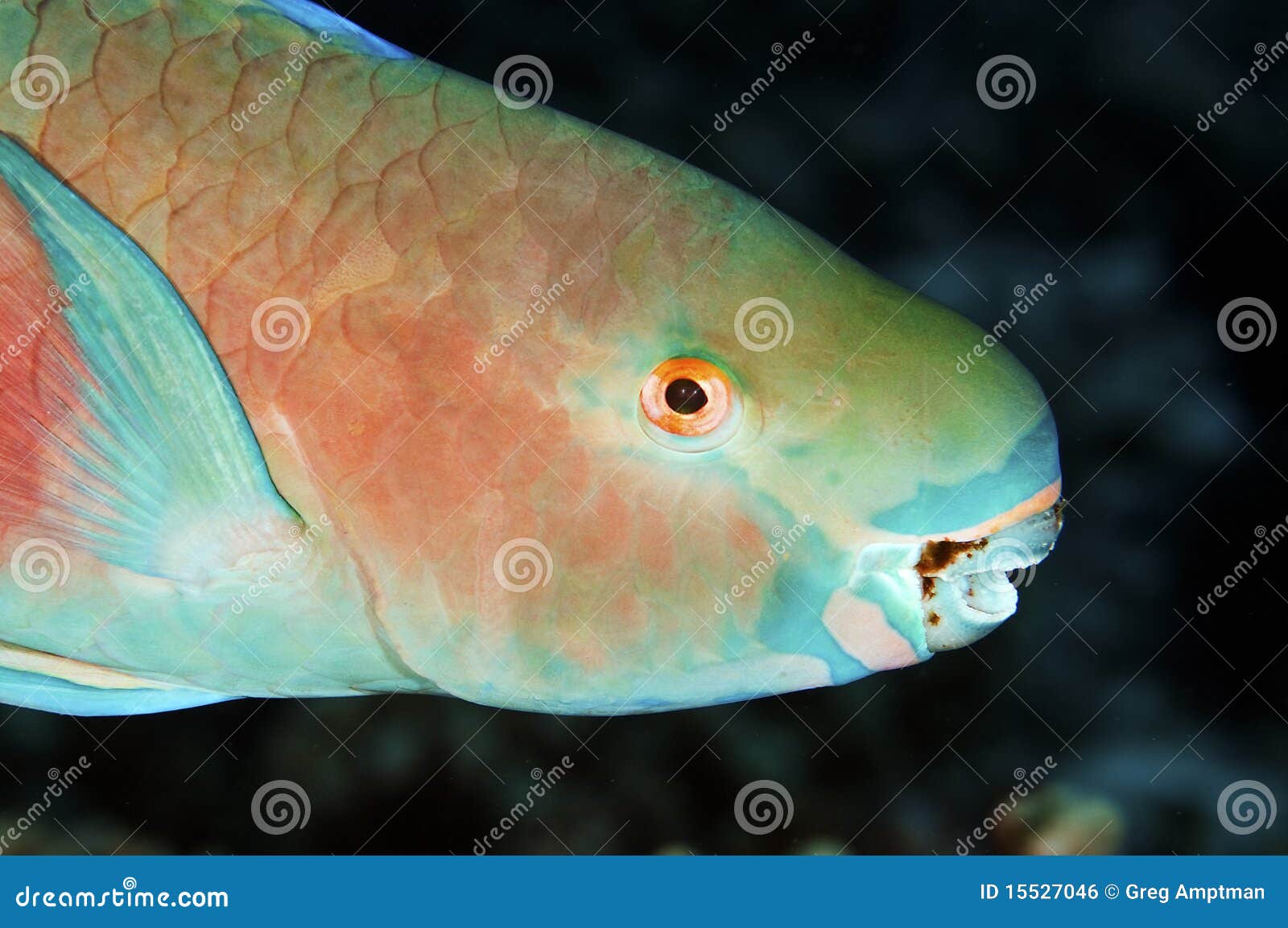 Parrot Fish stock photo. Image of wildlife, ocean, pacific - 15527046
