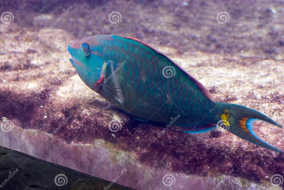 Parrot Fish stock photo. Image of minerals, scales, orange - 1911226