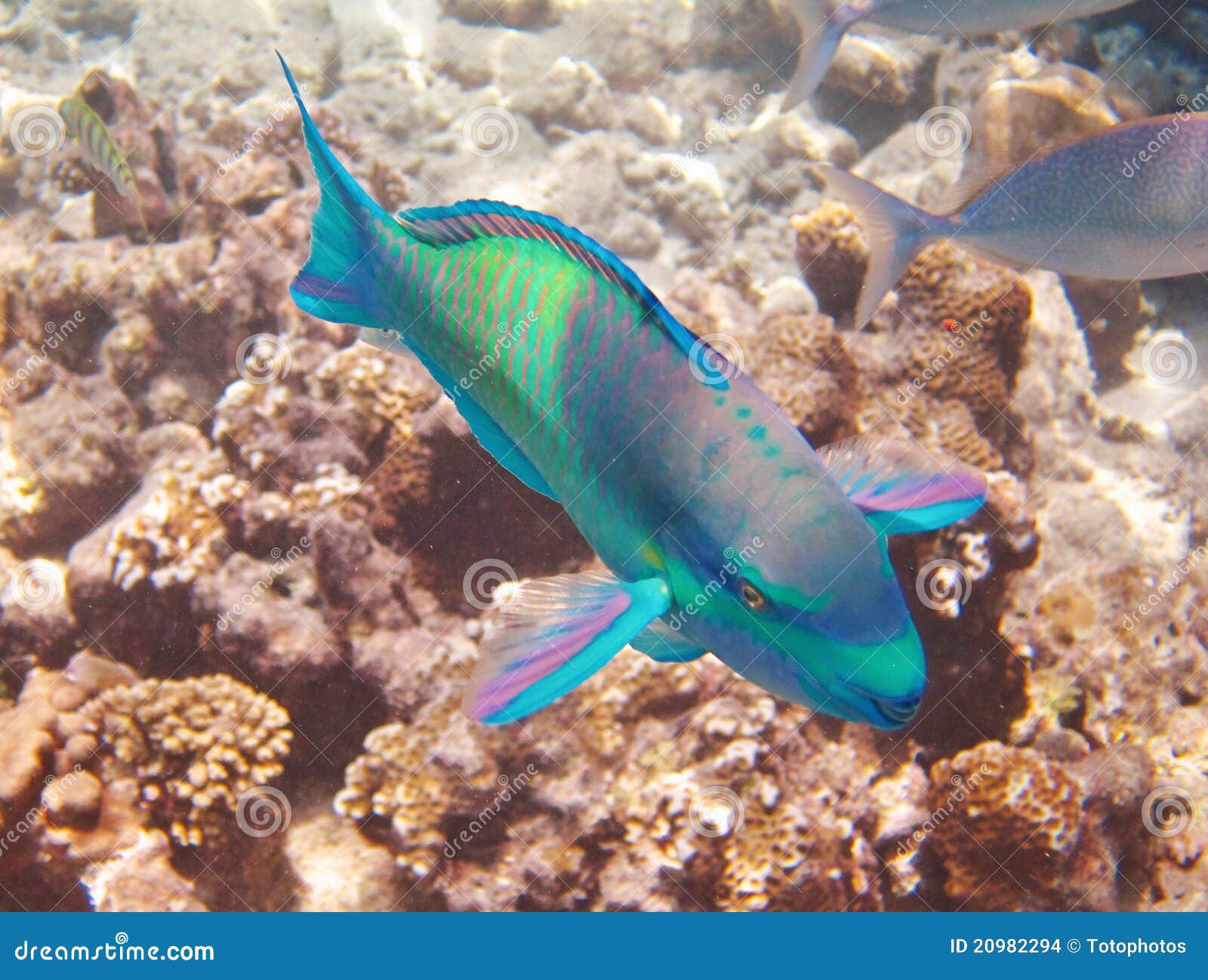 Parrot fish stock photo. Image of bright, light, ocean - 20982294