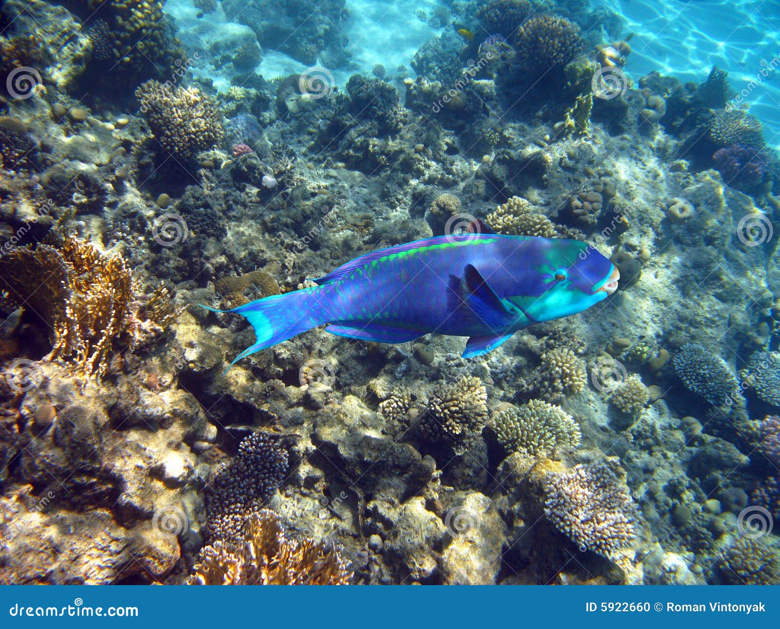 Parrot fish stock photo. Image of ocean, bottom, tropic - 5922660