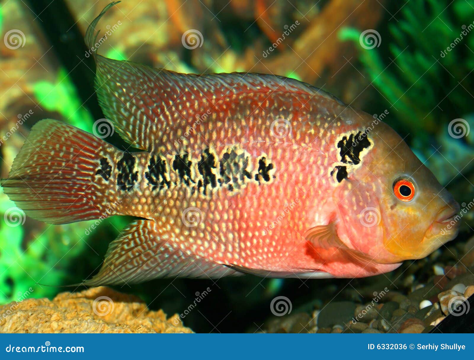 Parrot Fish at the Aquarium Stock Photo - Image of abdominal, scale ...