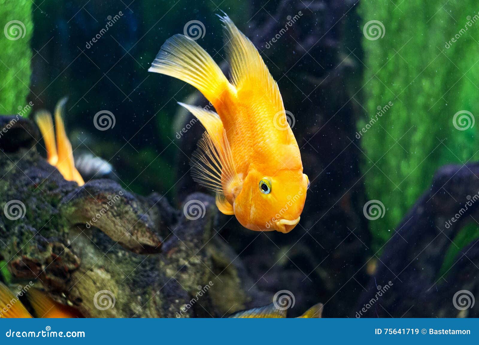 Parrot fish in aquarium stock image. Image of scales - 75641719