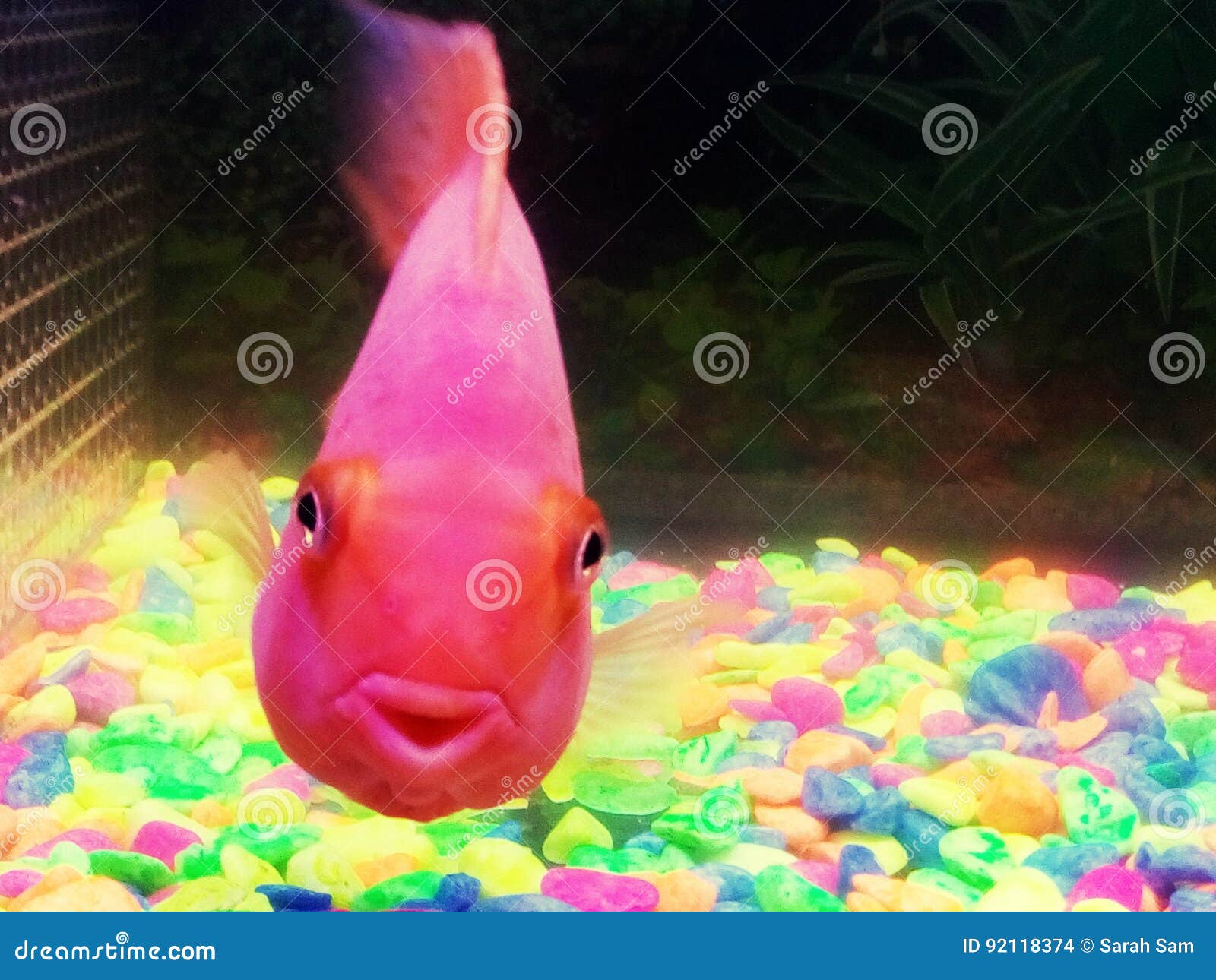 Parrot fish editorial stock image. Image of orange, aquarium - 92118374