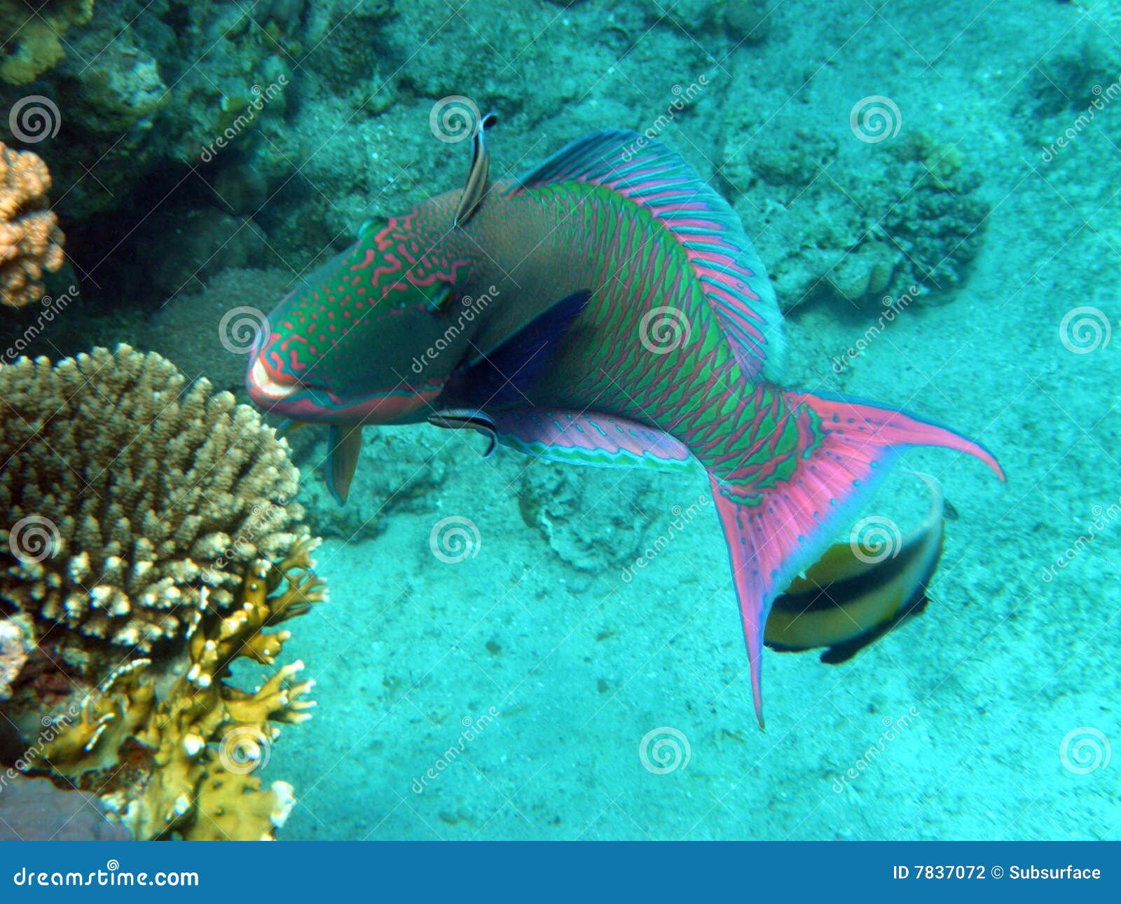 Parrot fish being cleaned stock photo. Image of close - 7837072