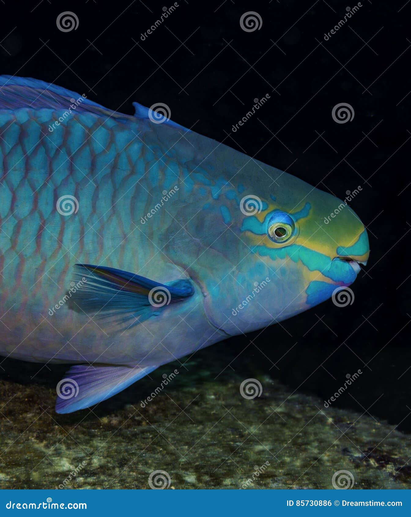 Parrot Fish stock photo. Image of tropical, fish, caribbean - 85730886