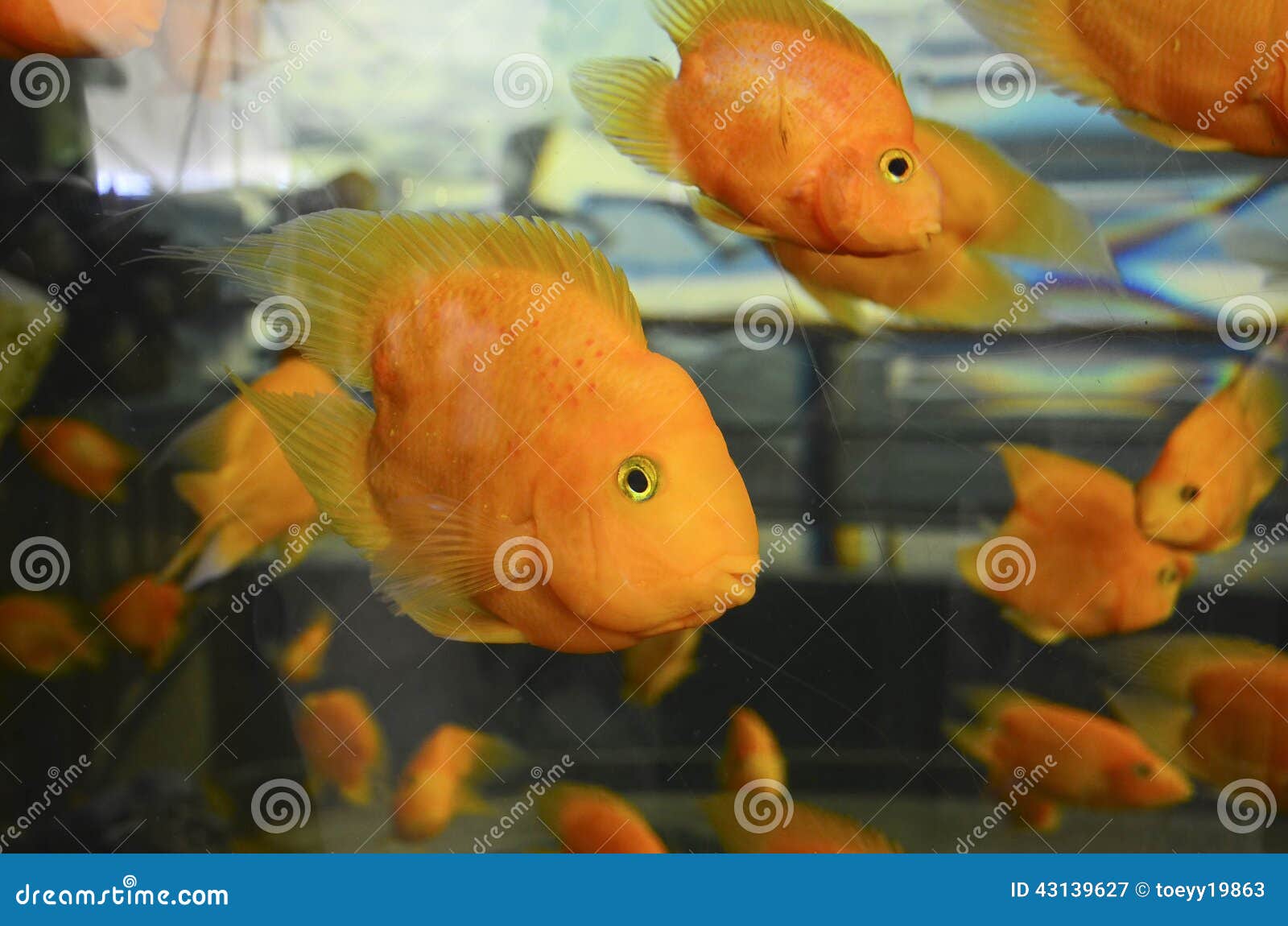 Parrot fish stock image. Image of domestic, swimming - 43139627