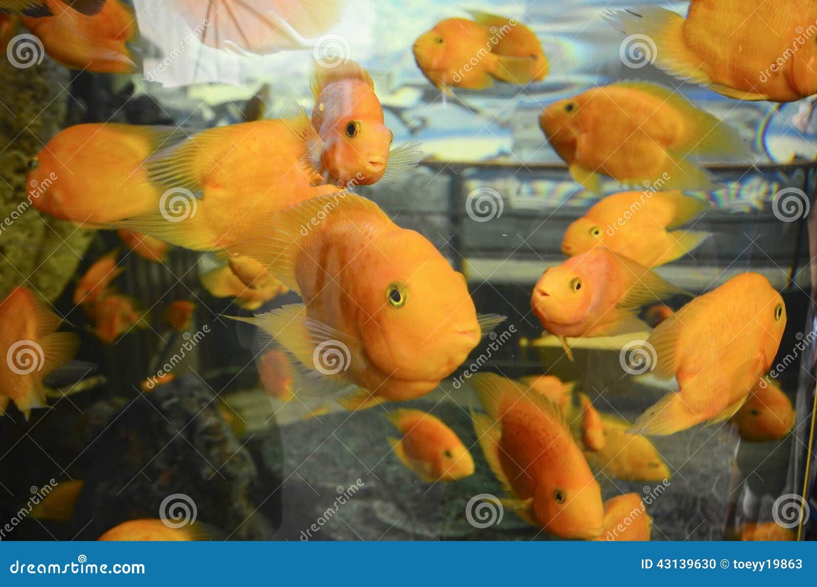 Closeup Of Kea Parrot Chewing On Wood, Typical Bird Behavior ...
