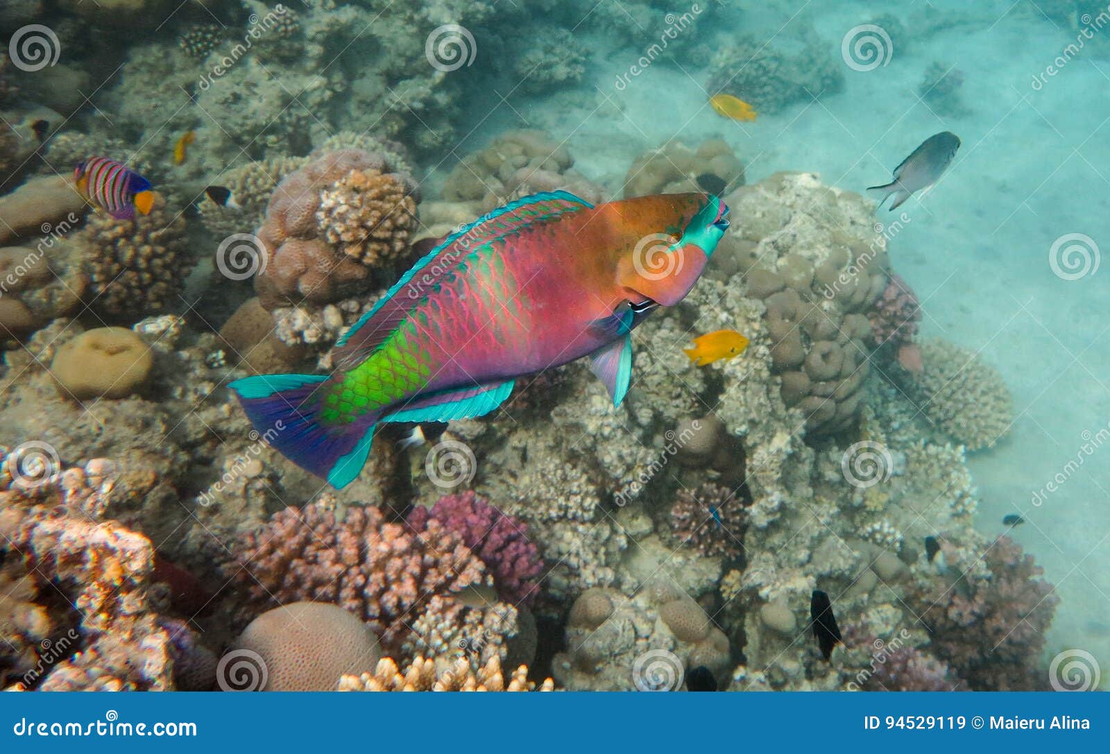 Parrot Fish stock image. Image of landscape, egypt, animals - 94529119
