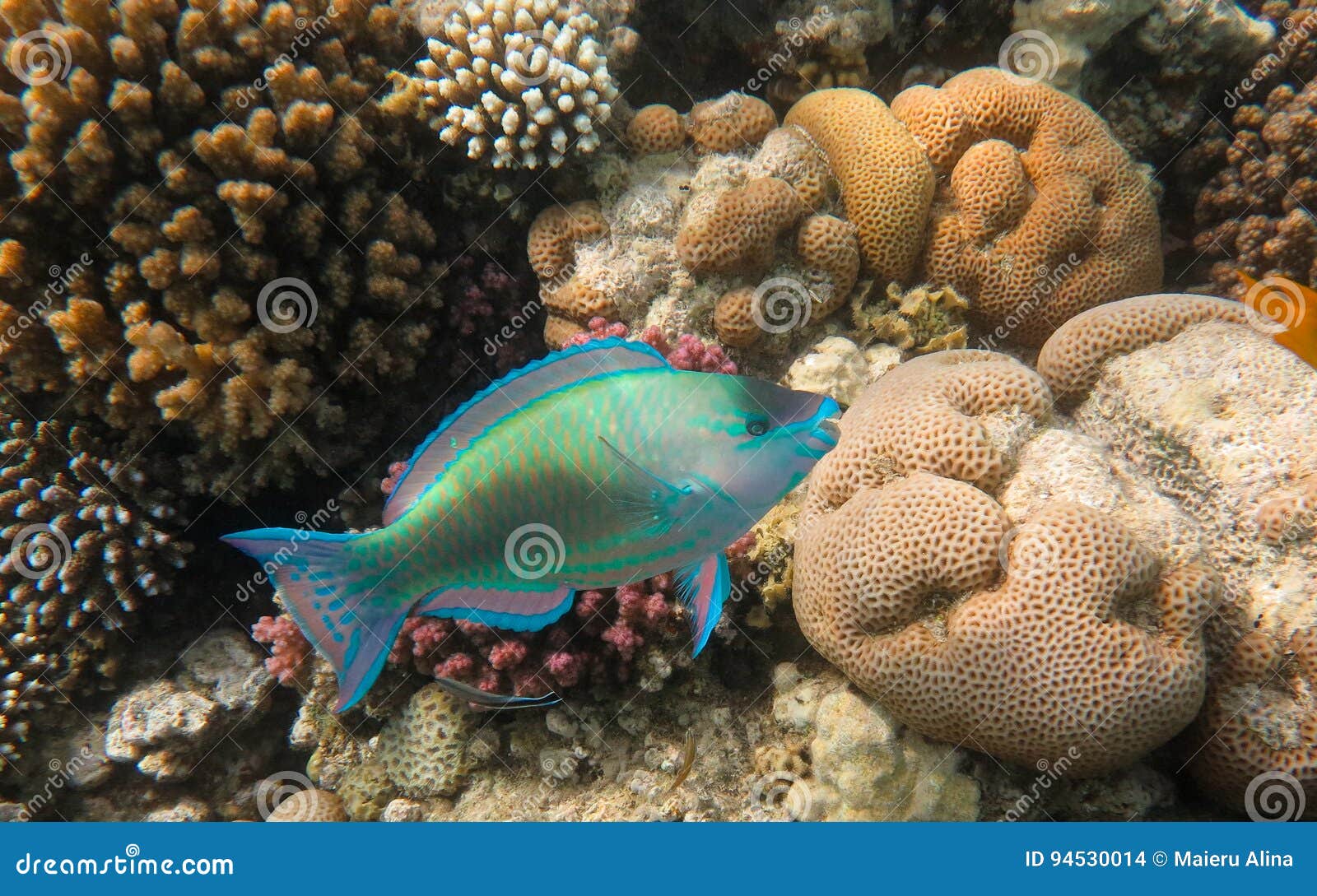 Parrot Fish stock photo. Image of egypt, summer, acropora - 94530014