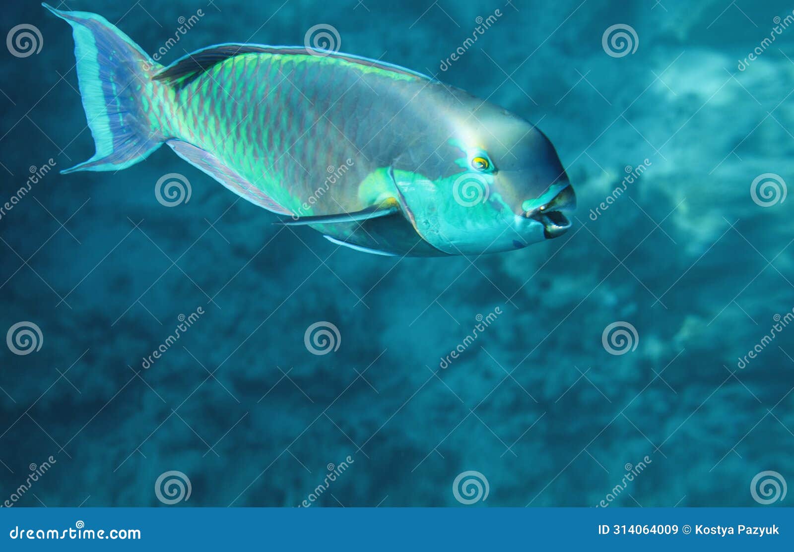 Parrot Fish in the Depths of the Sea Stock Image - Image of wild, swim ...