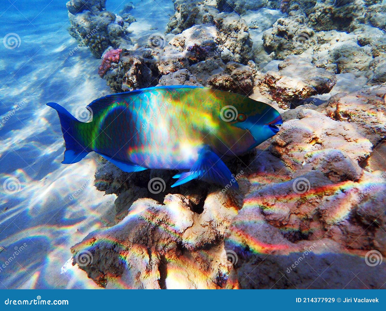 Parrot fish from the egypt stock image. Image of tropical - 214377929