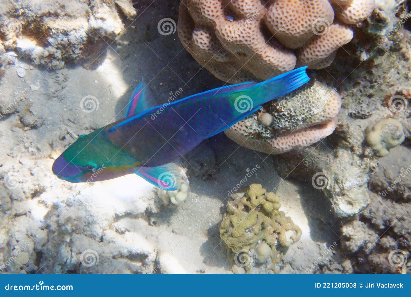 Parrot fish from the egypt stock photo. Image of beautiful - 221205008