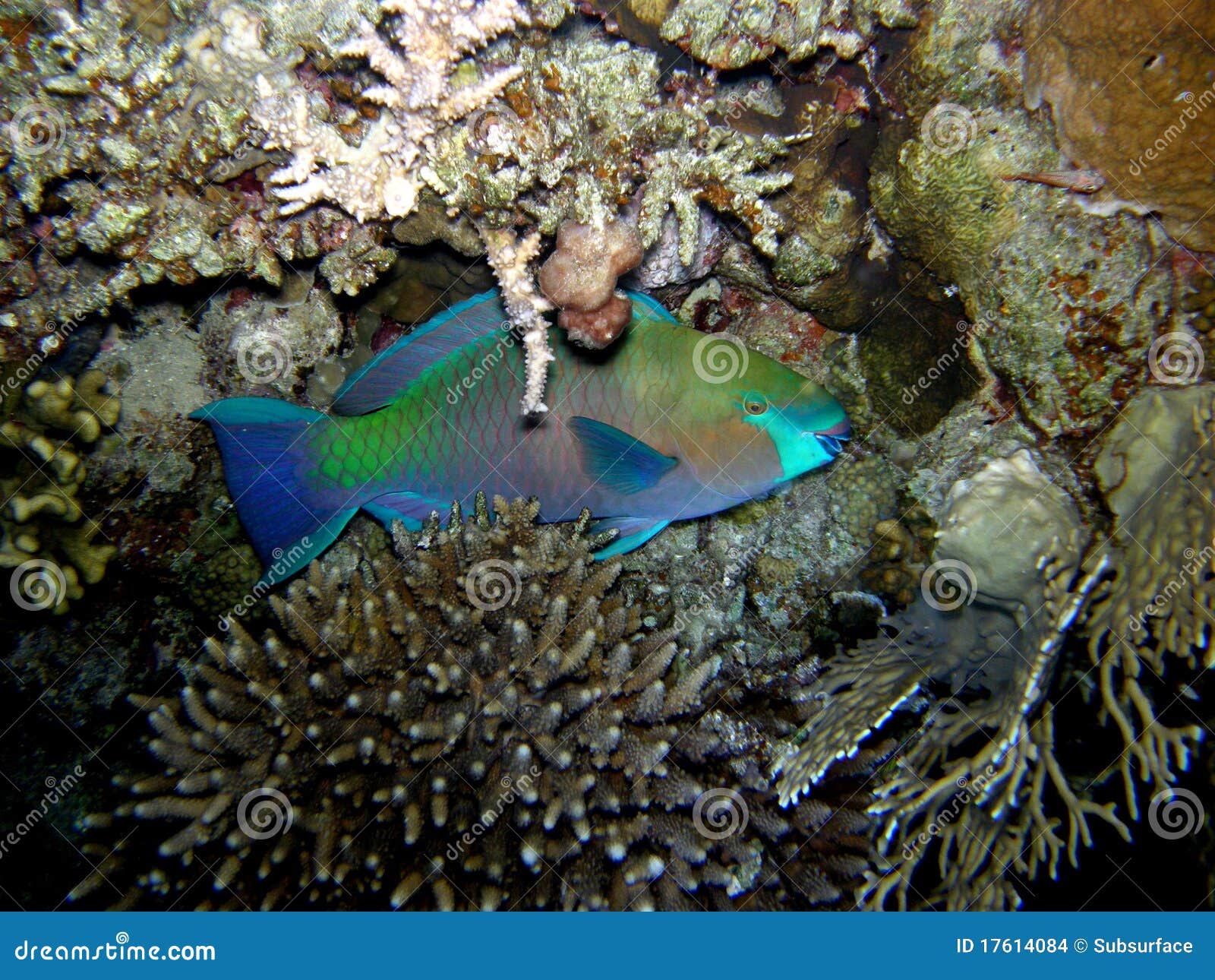 Parrot Fish Hiding at Night Stock Photo - Image of coral, life: 17614084
