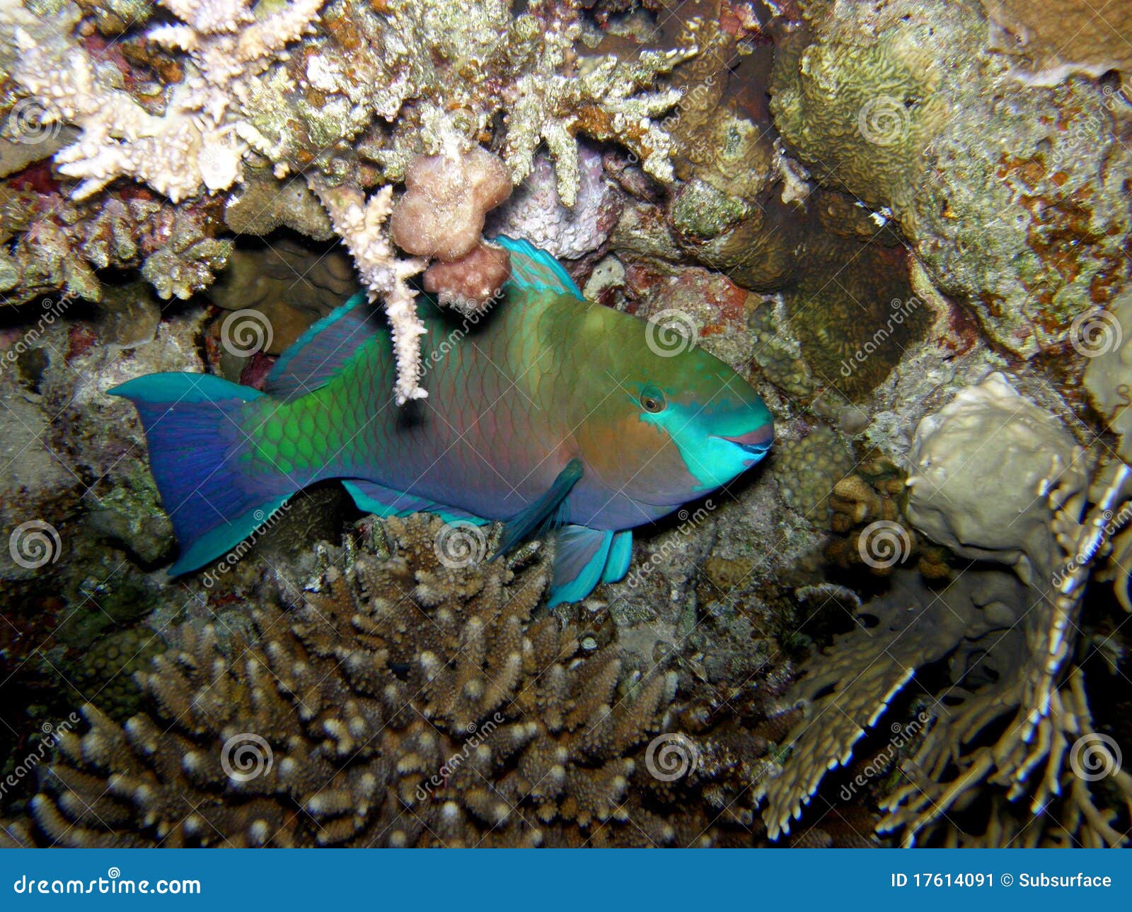 Parrot Fish Hiding at Night - Close Up Stock Image - Image of summer ...