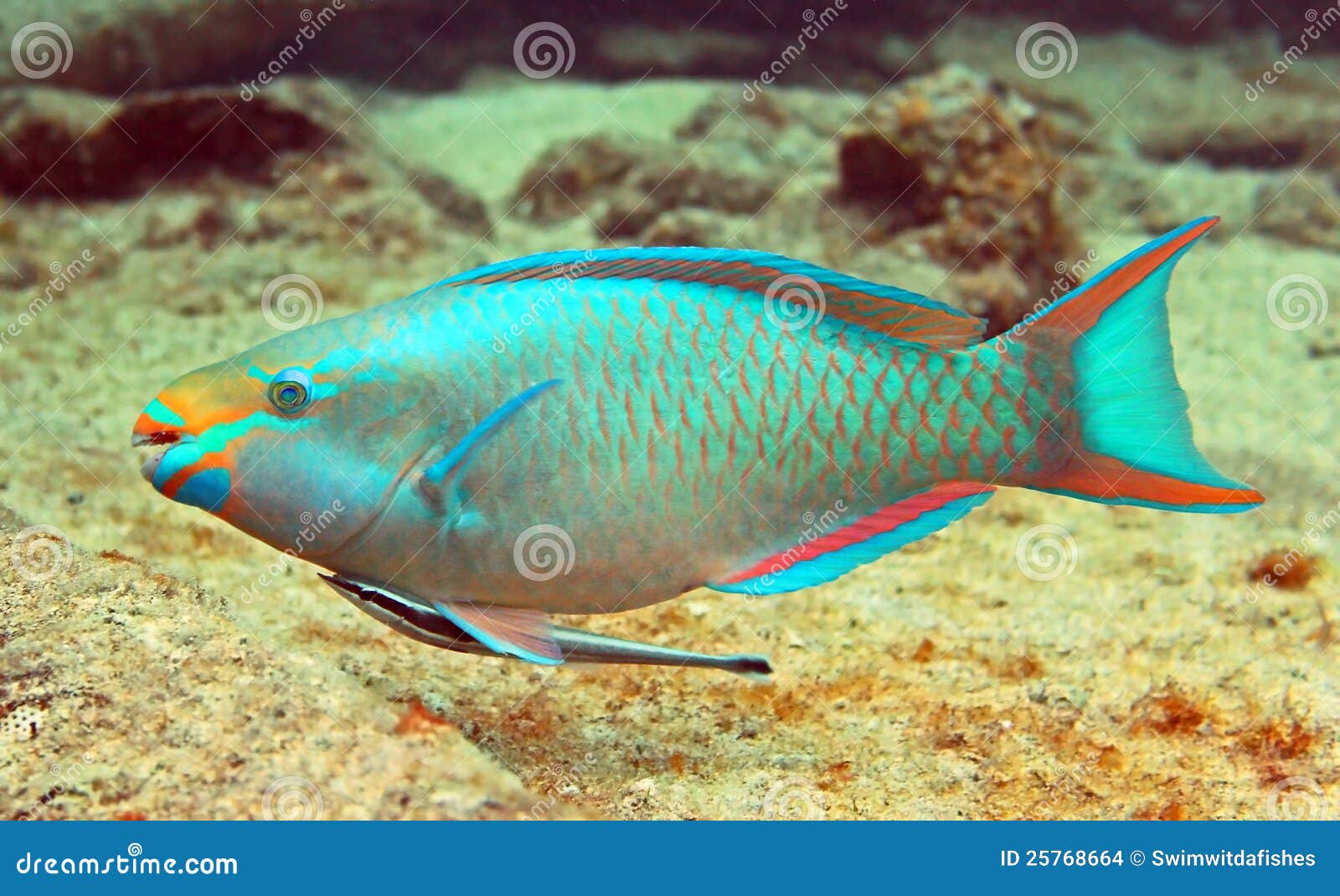 Parrot Fish and Hitch Hiker Stock Photo - Image of head, ocean: 25768664