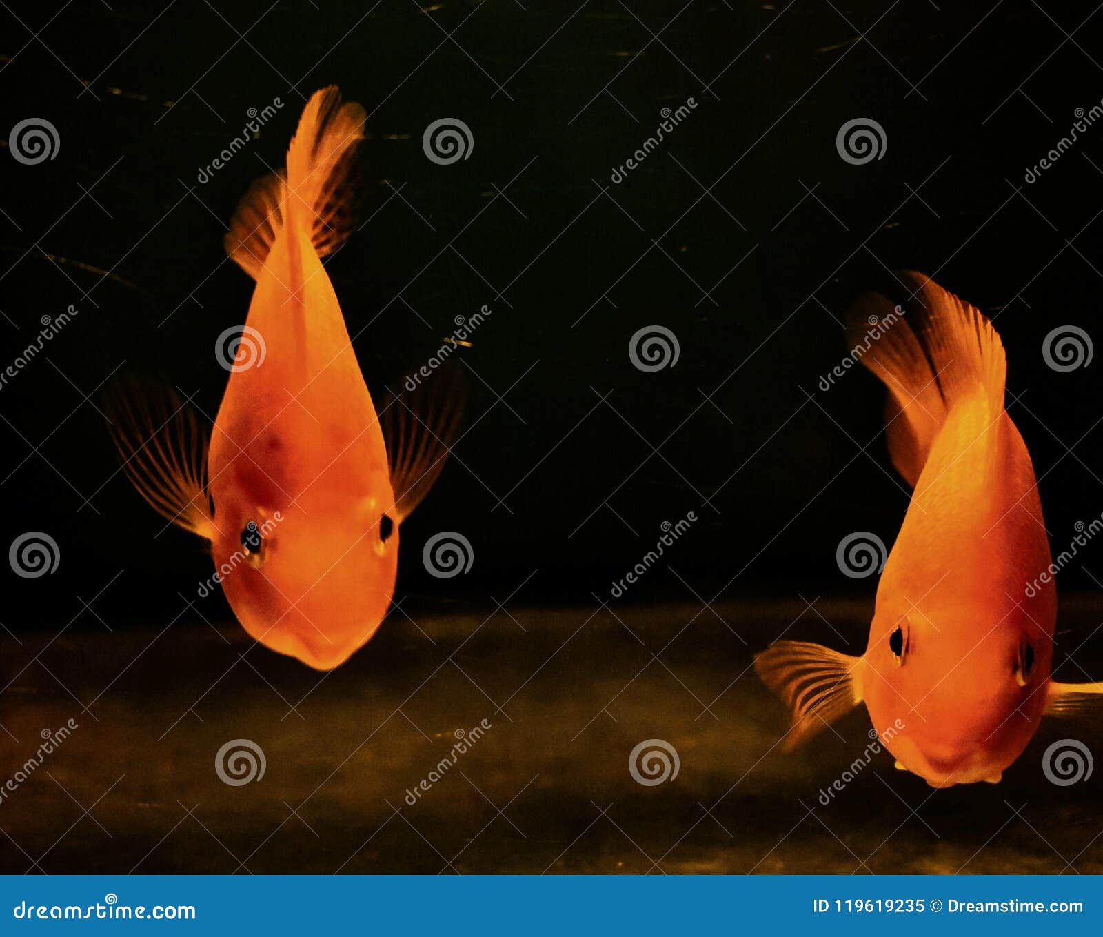 Parrot fish... stock image. Image of fish, couple, pair - 119619235