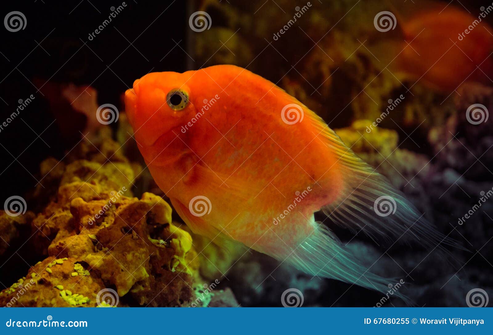 Parrot fish stock image. Image of closeup, summer, aqua - 67680255