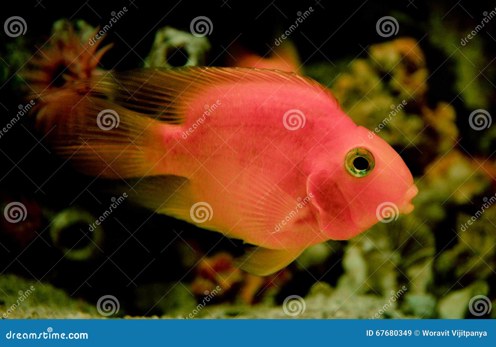 Parrot fish stock image. Image of tank, life, closeup - 67680349