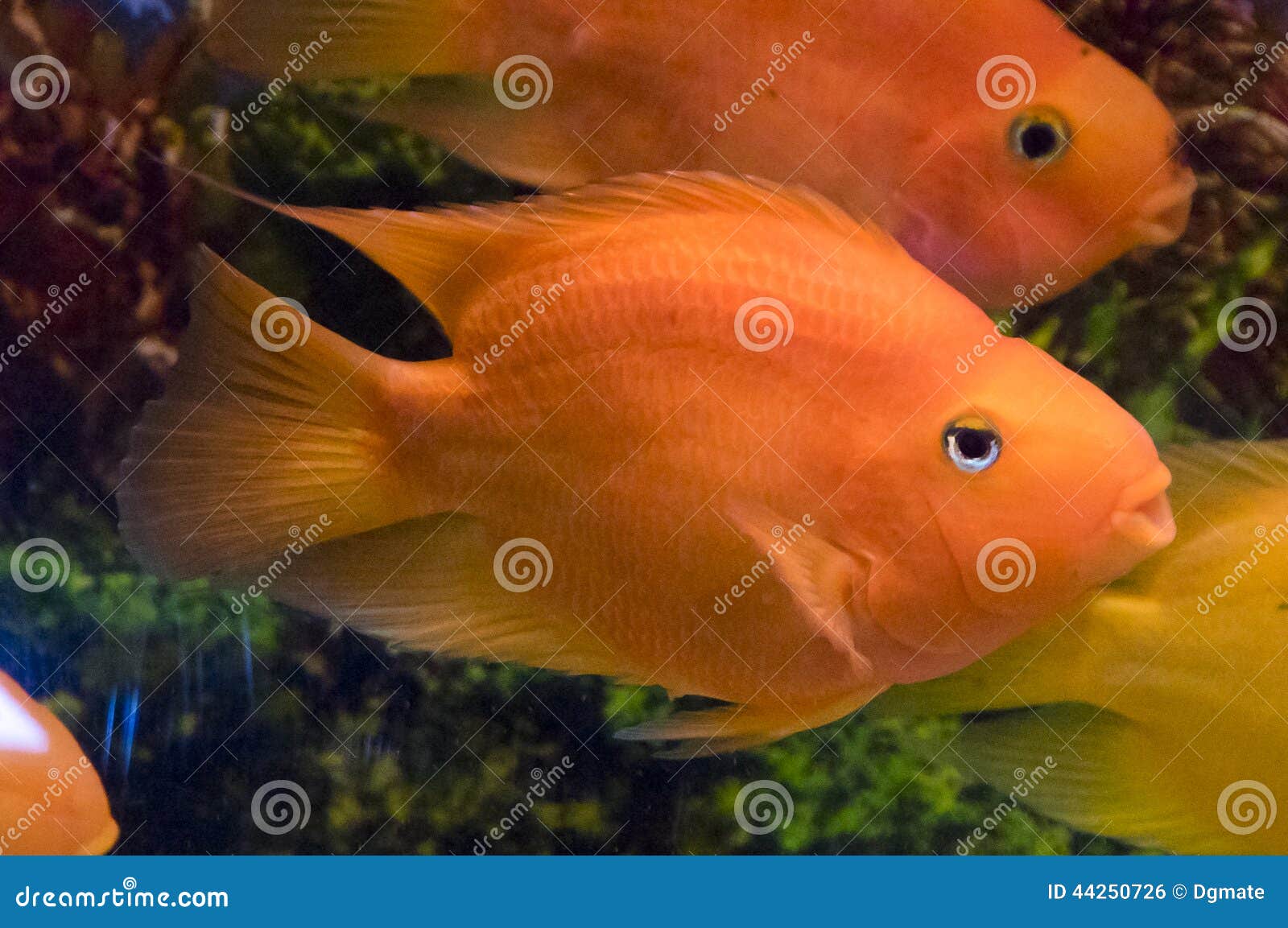 Parrot Fish Sleeping Inside The Cocoon Underwater During A Night Dive ...