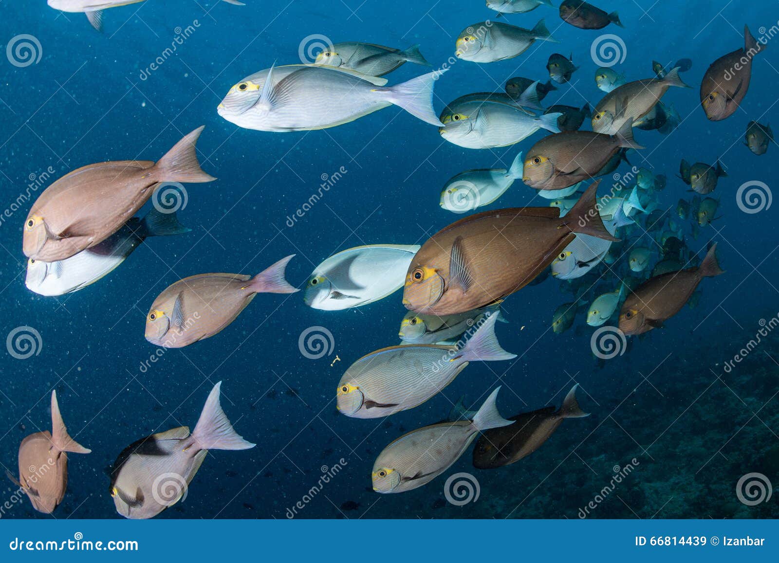 Parrot Fish Portrait in Maldives Stock Image - Image of scuba, green ...
