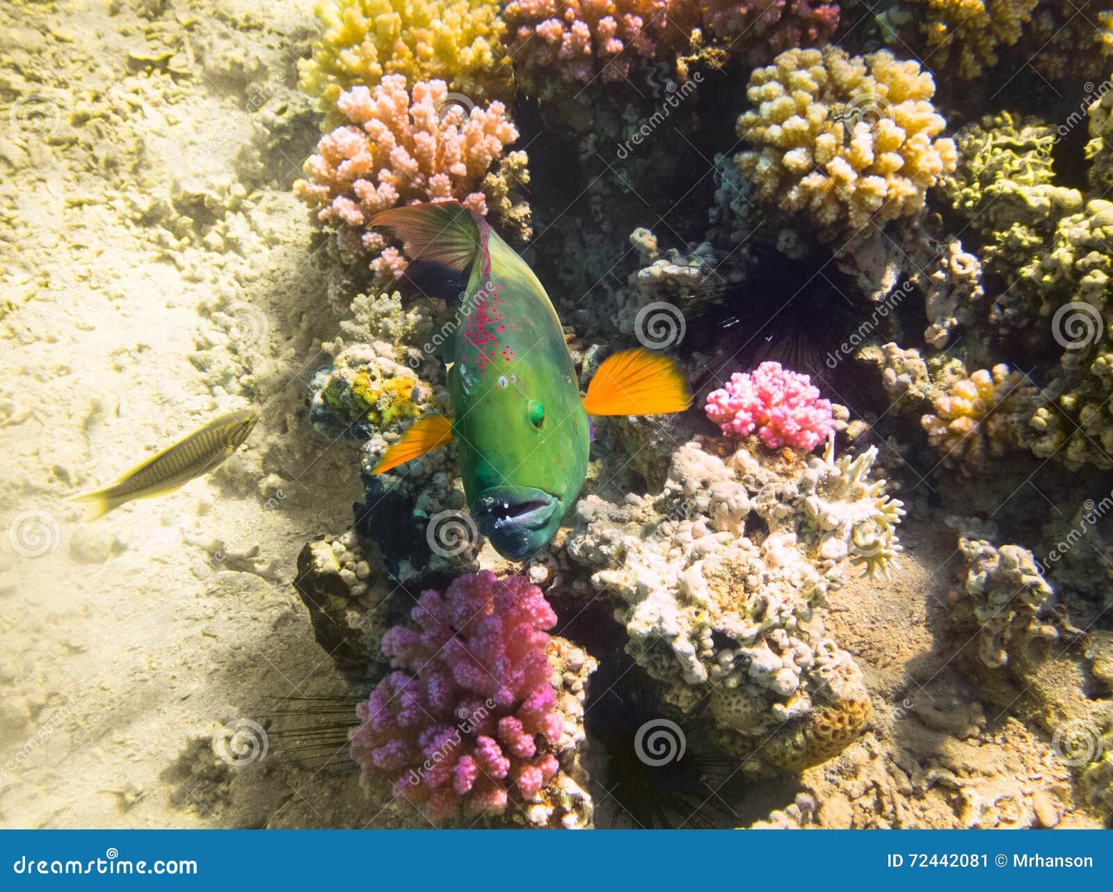 Parrot Fish. Red Sea. Egypt Stock Image - Image of gold, egypt: 72442081