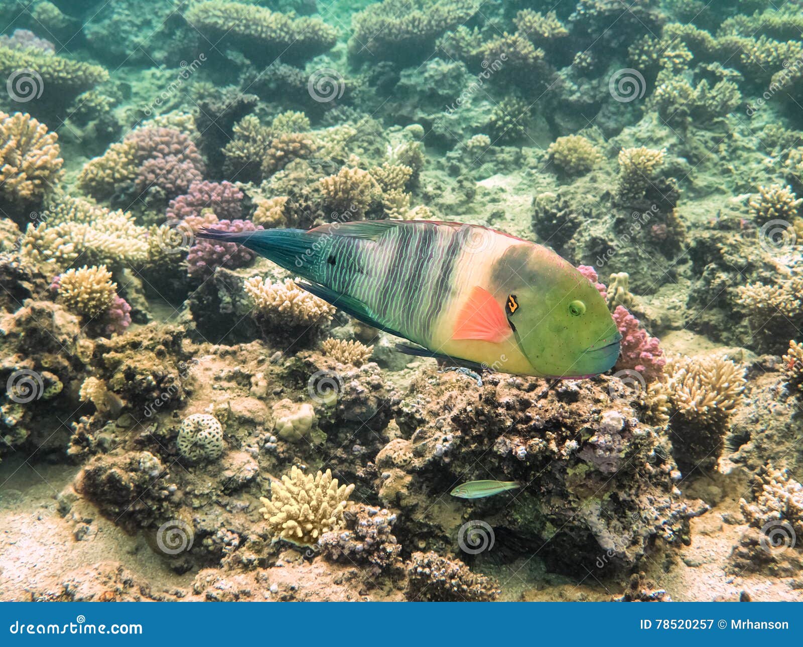 Parrot Fish. Red Sea. Egypt Stock Image - Image of aquarium, coral ...