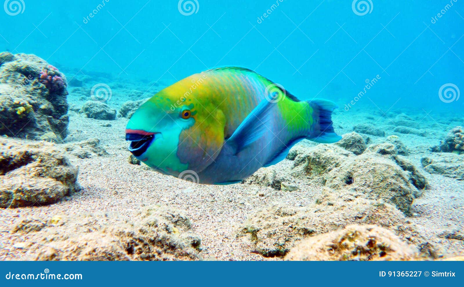 Parrot fish in Red sea stock image. Image of organism - 91365227