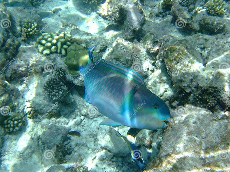 Parrot Fish on the Reef, Maldives Stock Image - Image of blue, swim ...