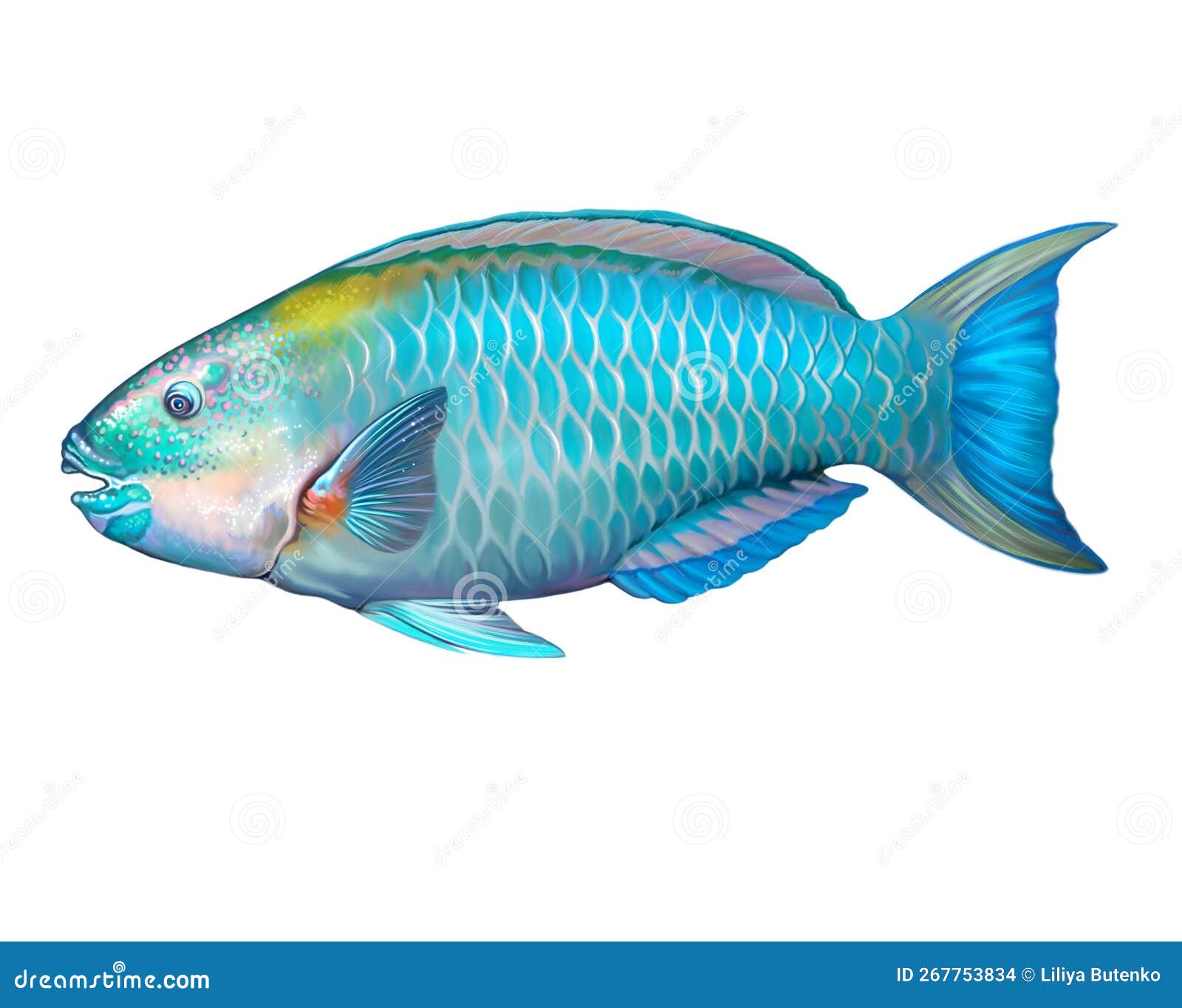 Parrot fish, Scaridae stock photo. Image of oceans, parrot - 267753834