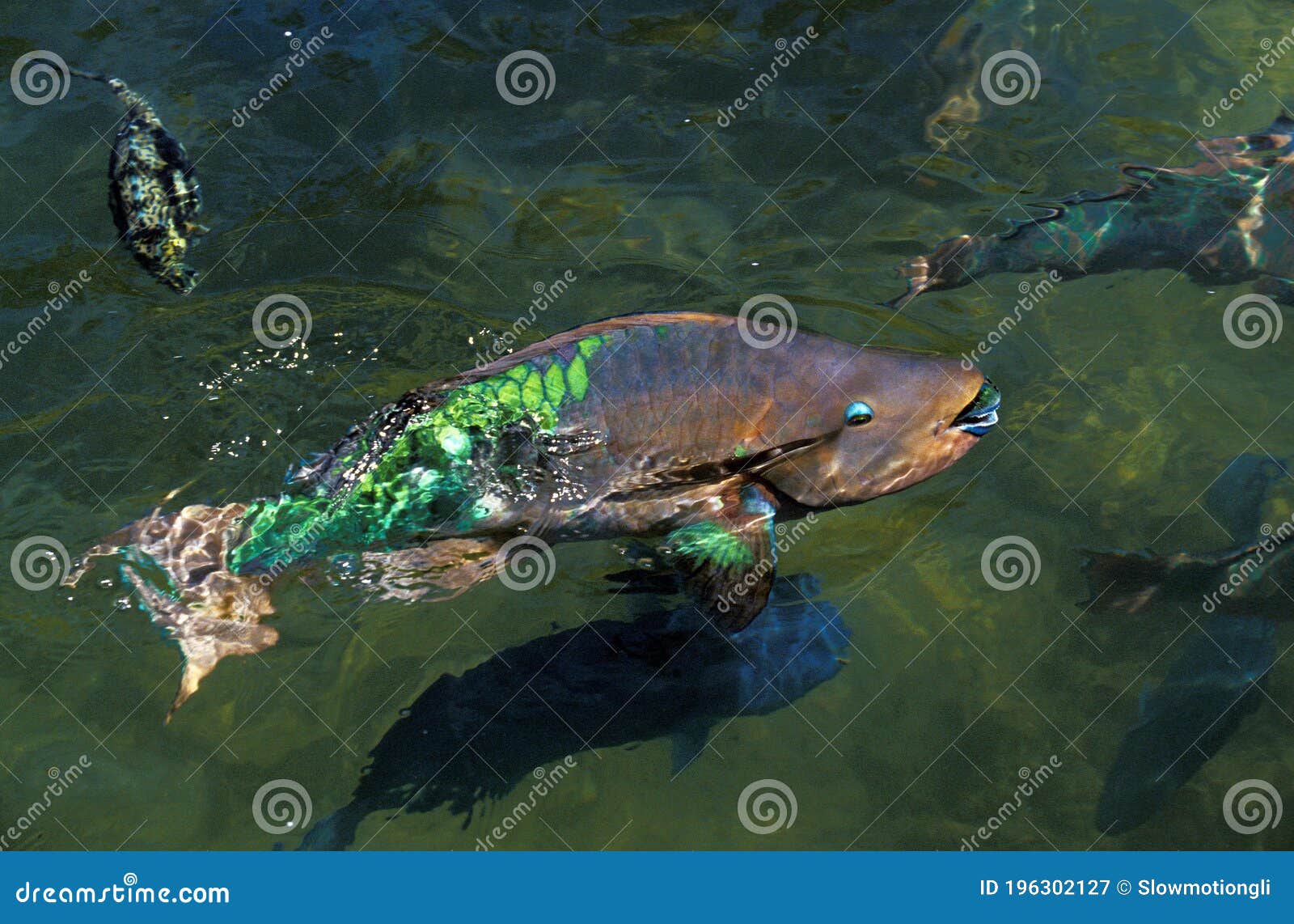 Parrot Fish, scarus sp stock image. Image of aquarium - 196302127