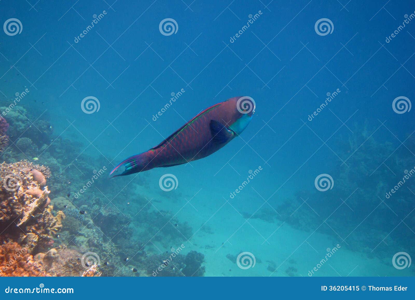 Parrot fish in the sea stock image. Image of freediving - 36205415